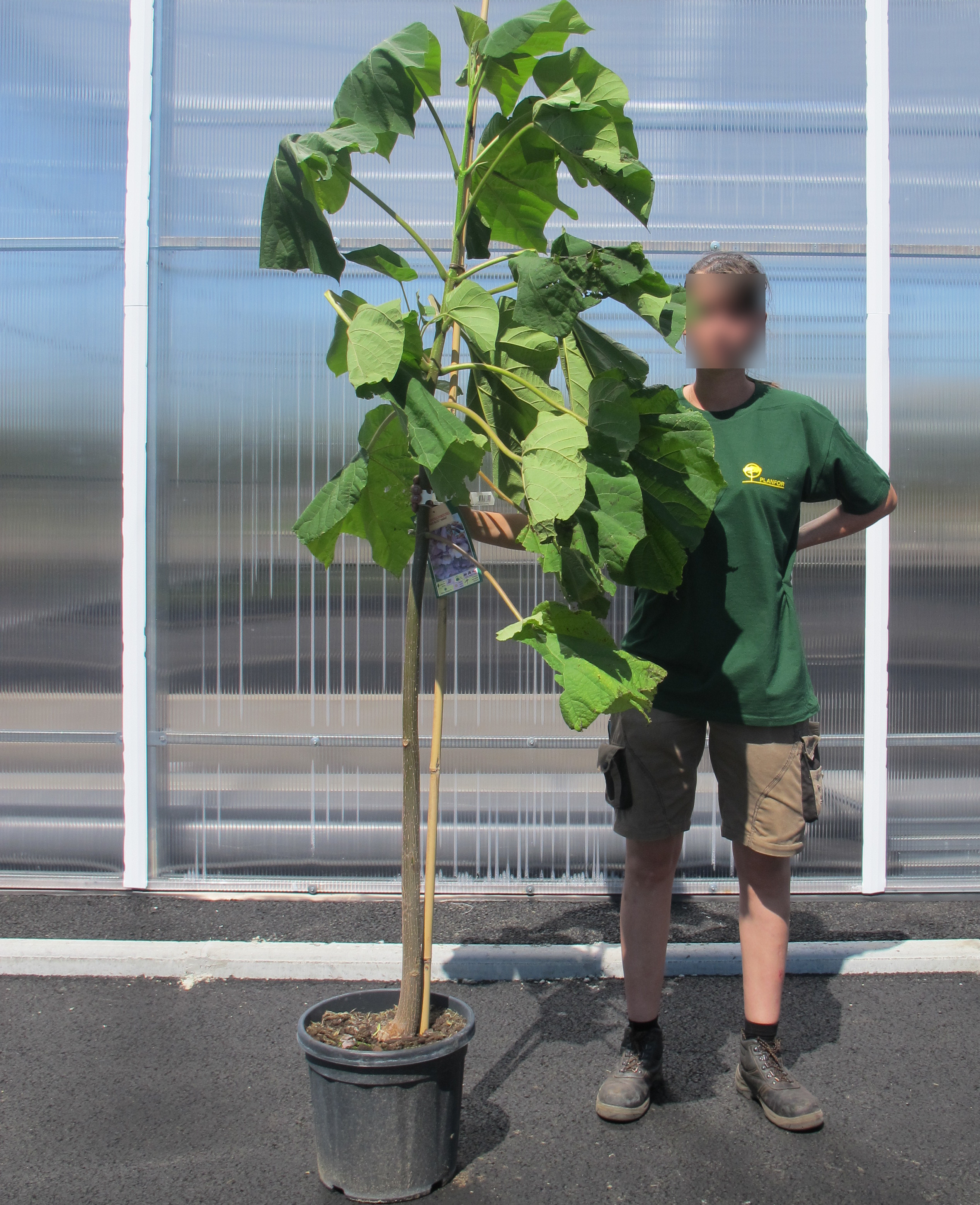 Princess tree : buy Princess tree / Paulownia tomentosa