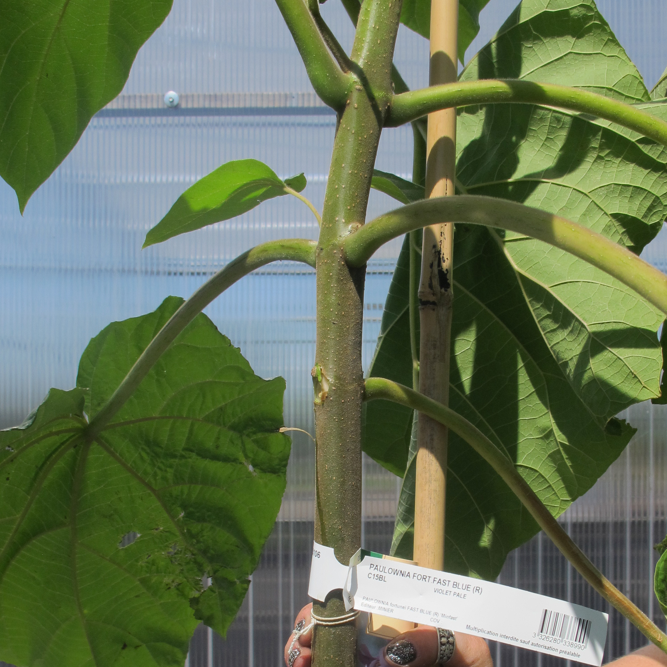 Princess tree : buy Princess tree / Paulownia tomentosa