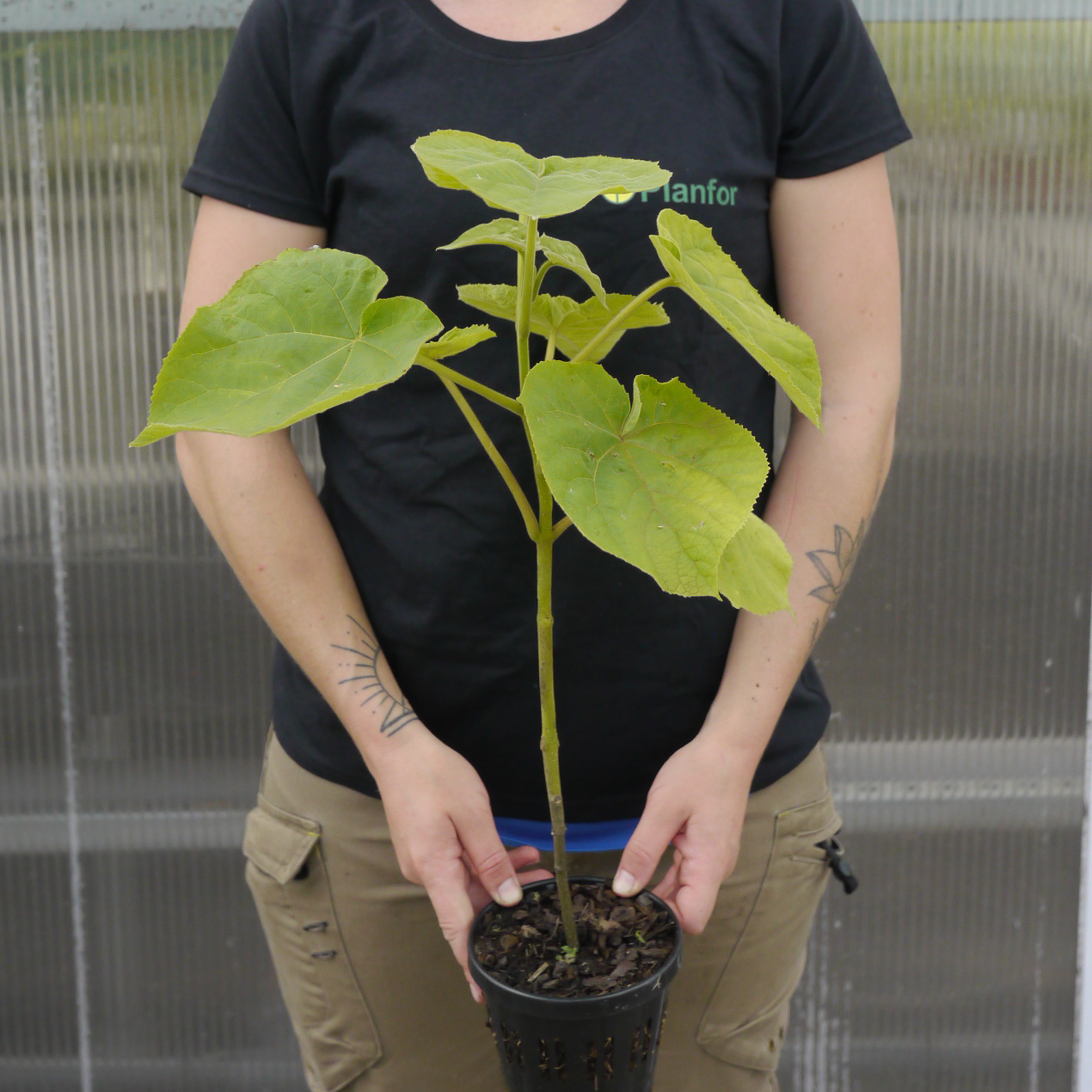 Princess tree : buy Princess tree / Paulownia tomentosa