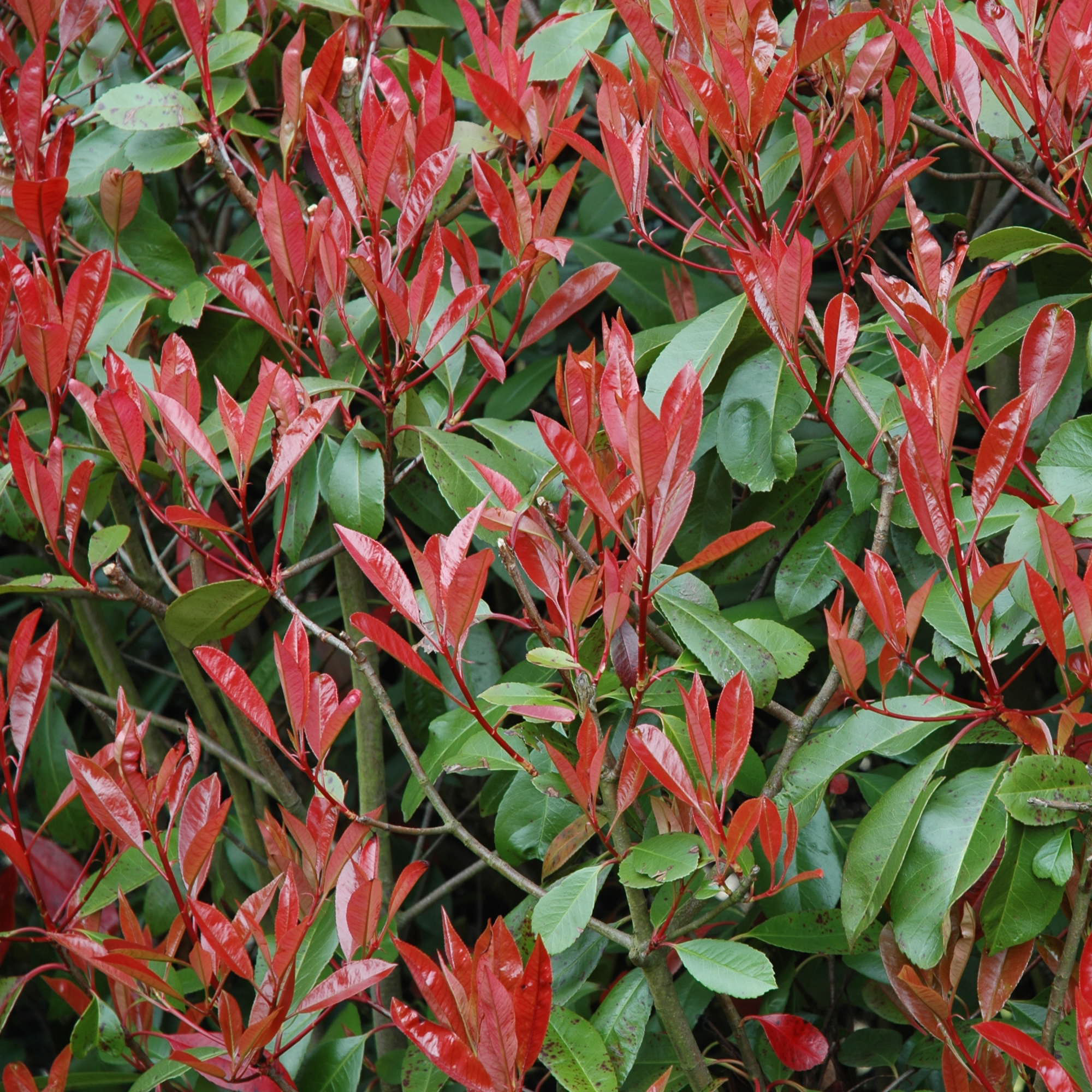 Photinia x fraseri 'Red Robin' : buy Photinia x fraseri 'Red Robin ...