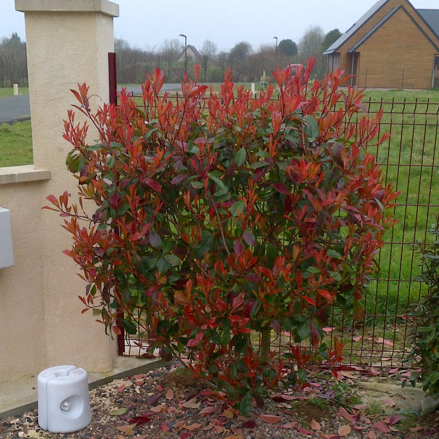 Photinia x fraseri 'Red Robin' : buy Photinia x fraseri 'Red Robin ...