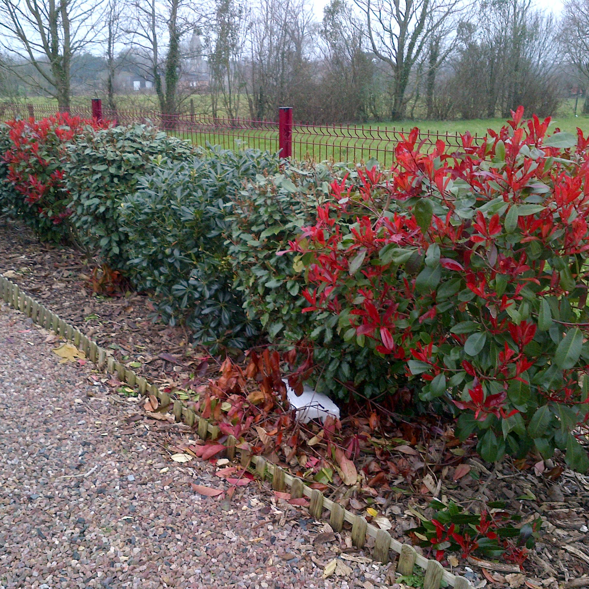 Photinia x fraseri 'Red Robin' : buy Photinia x fraseri 'Red Robin ...