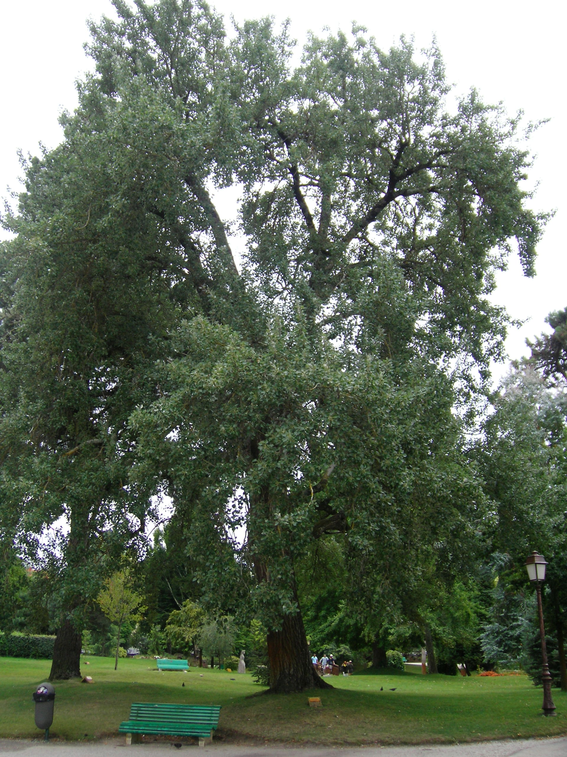 Poplar, white : buy Poplar, white / Populus alba