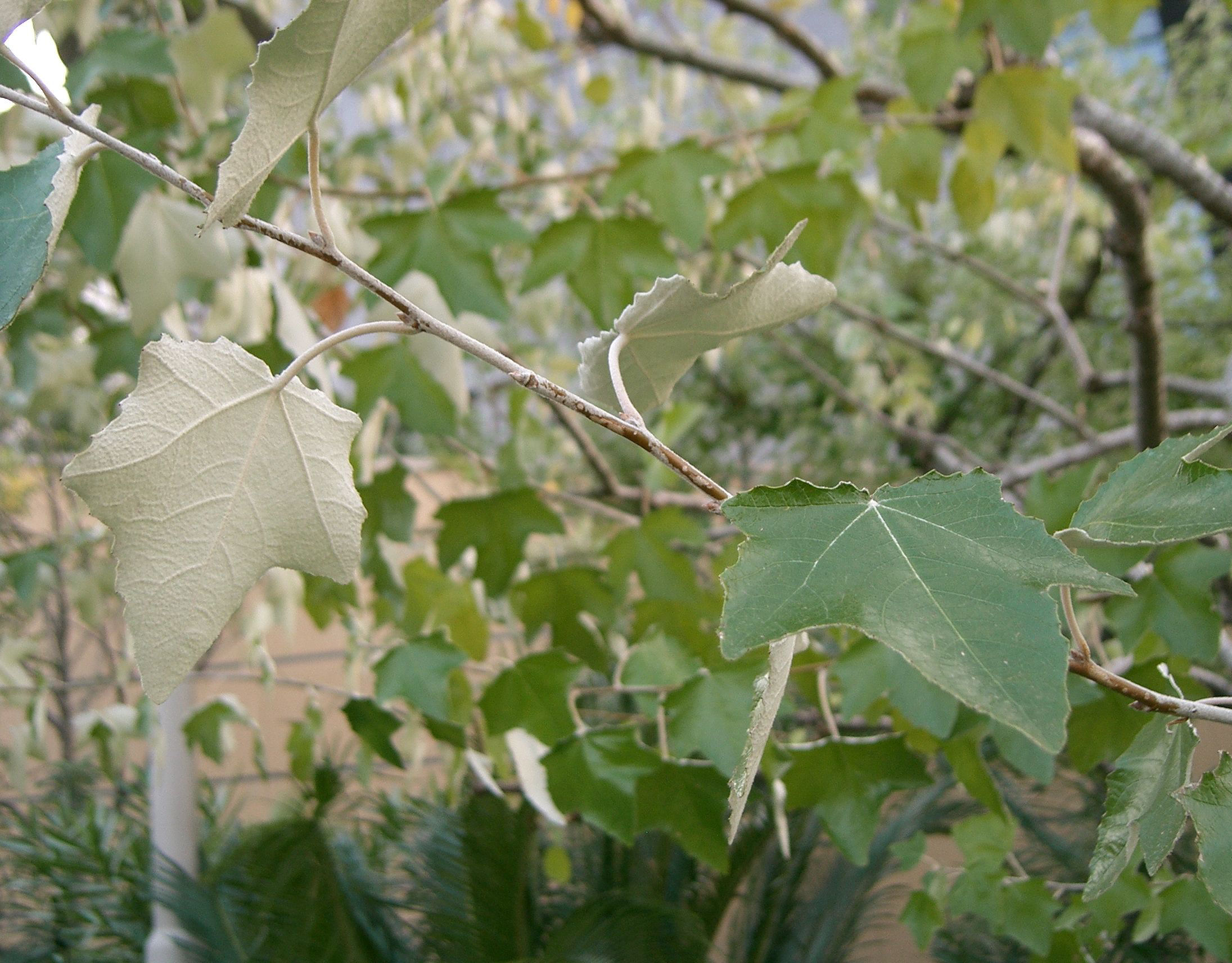 Poplar, white : buy Poplar, white / Populus alba