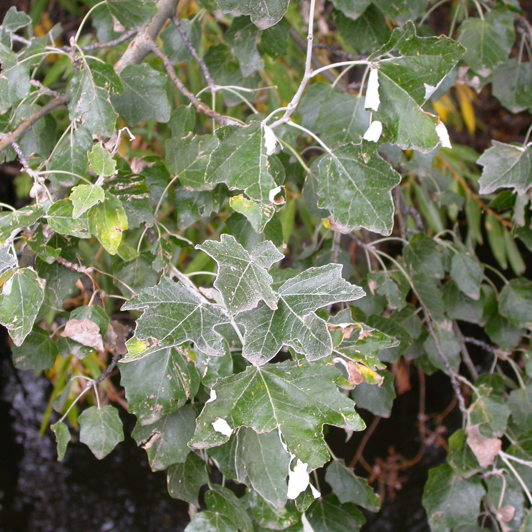 Poplar, white : buy Poplar, white / Populus alba