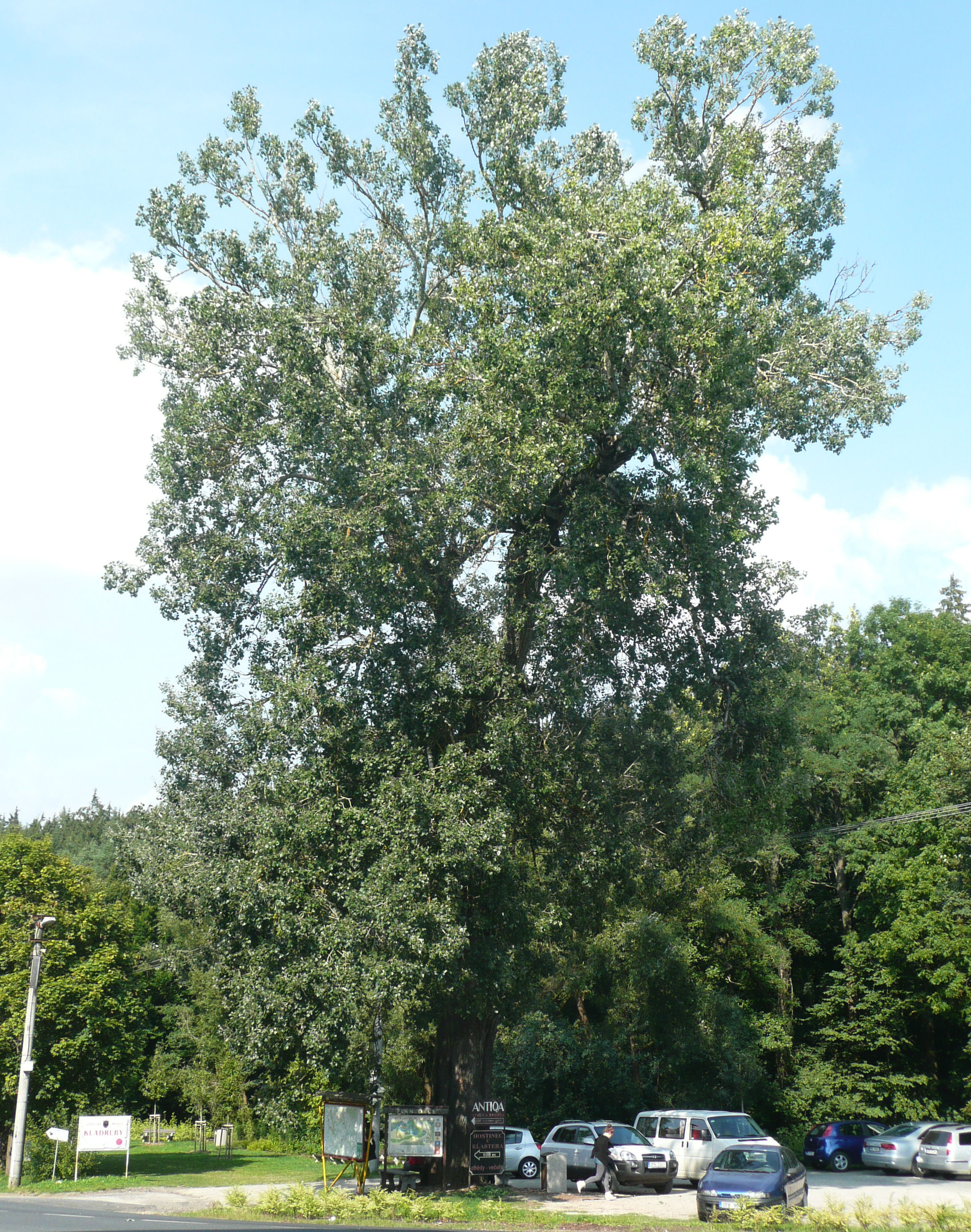 Poplar, white : buy Poplar, white / Populus alba