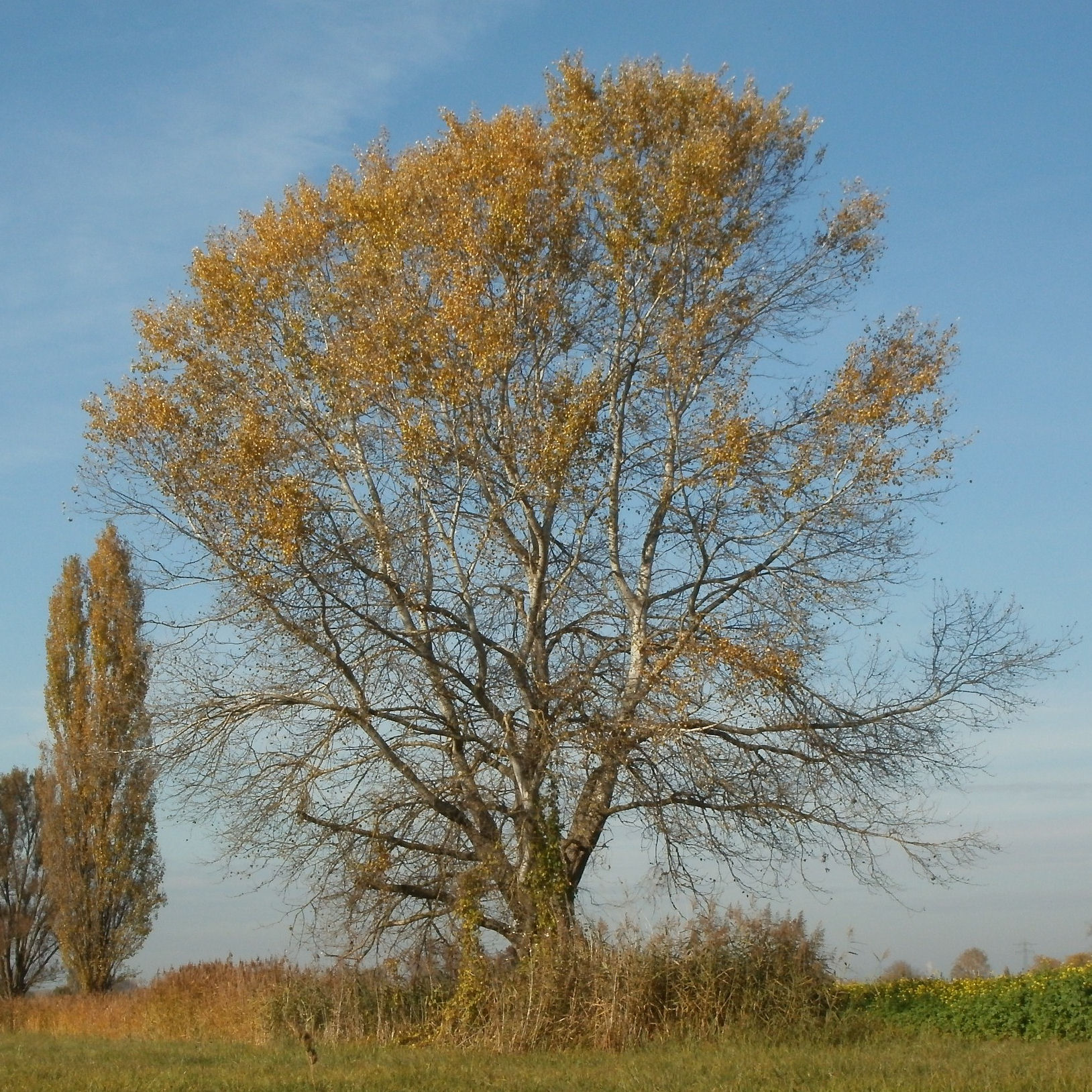 Poplar, white : buy Poplar, white / Populus alba