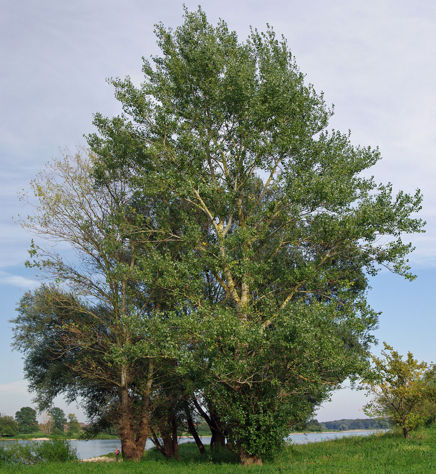 Poplar, black : buy Poplar, black / Populus nigra