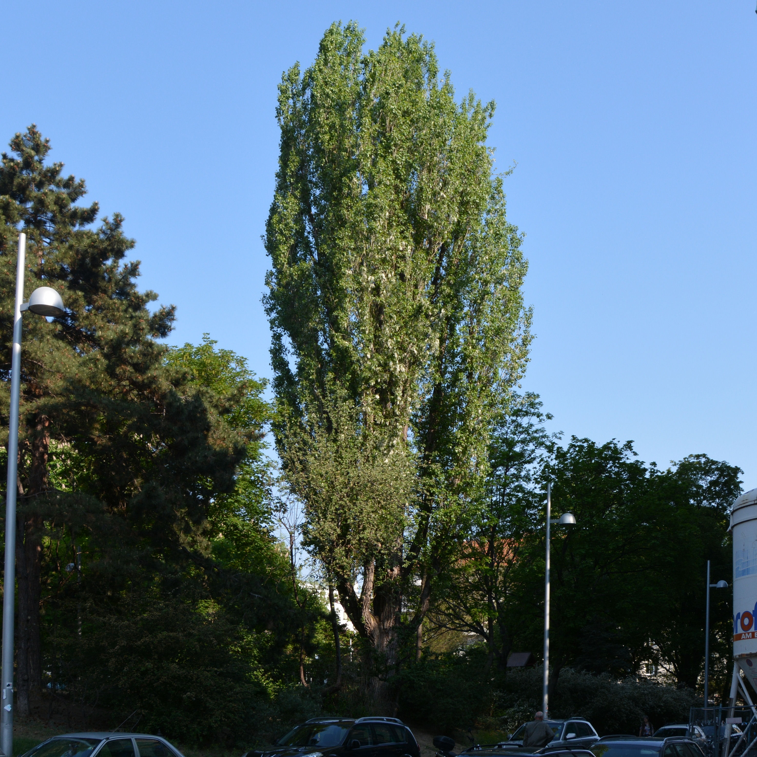Poplar, black : buy Poplar, black / Populus nigra