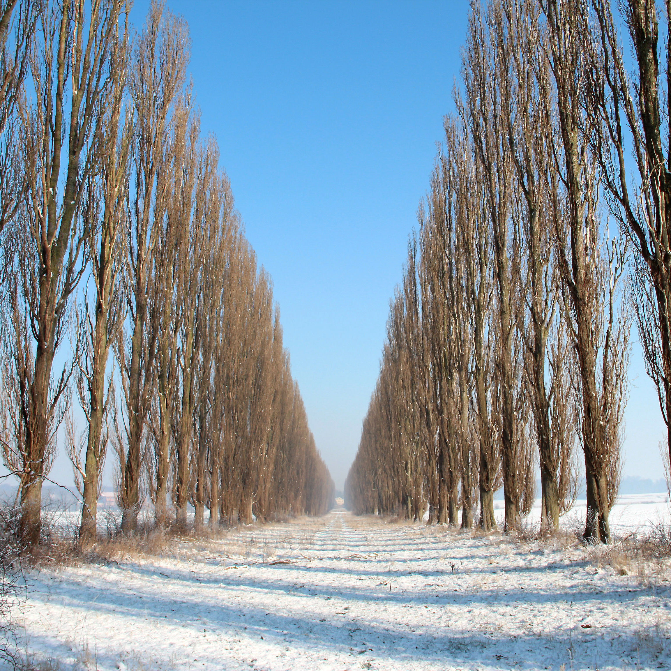Poplar, black : buy Poplar, black / Populus nigra