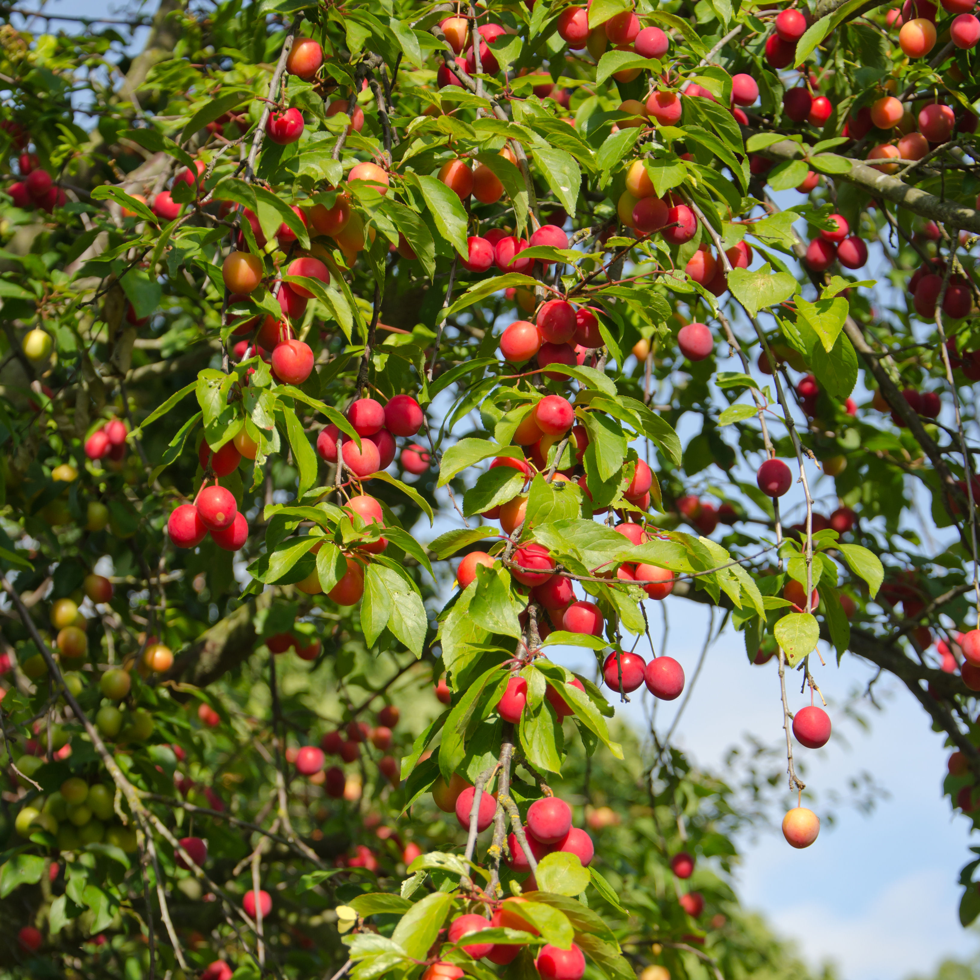 Cherry, plum : buy Cherry, plum / Prunus cerasifera