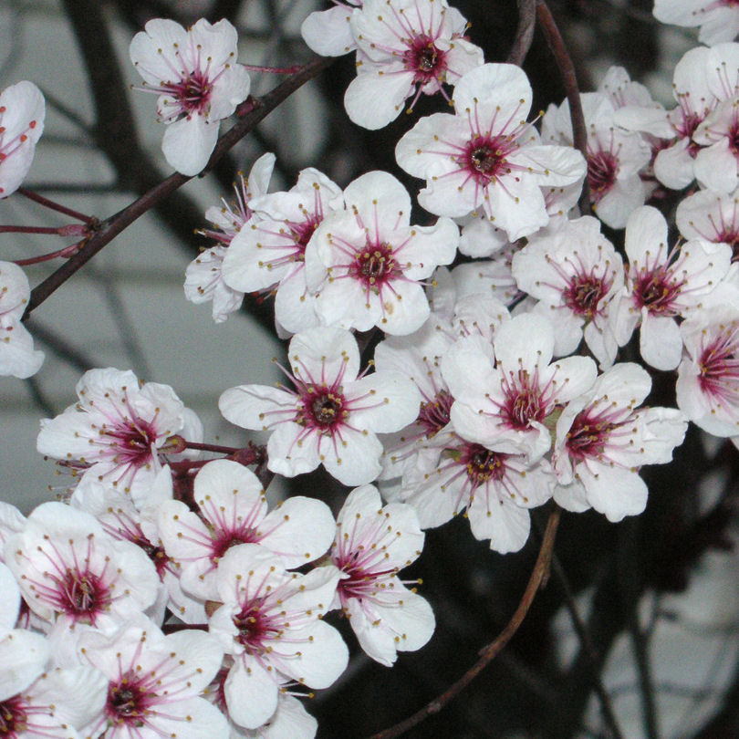 Cherry, plum : buy Cherry, plum / Prunus cerasifera