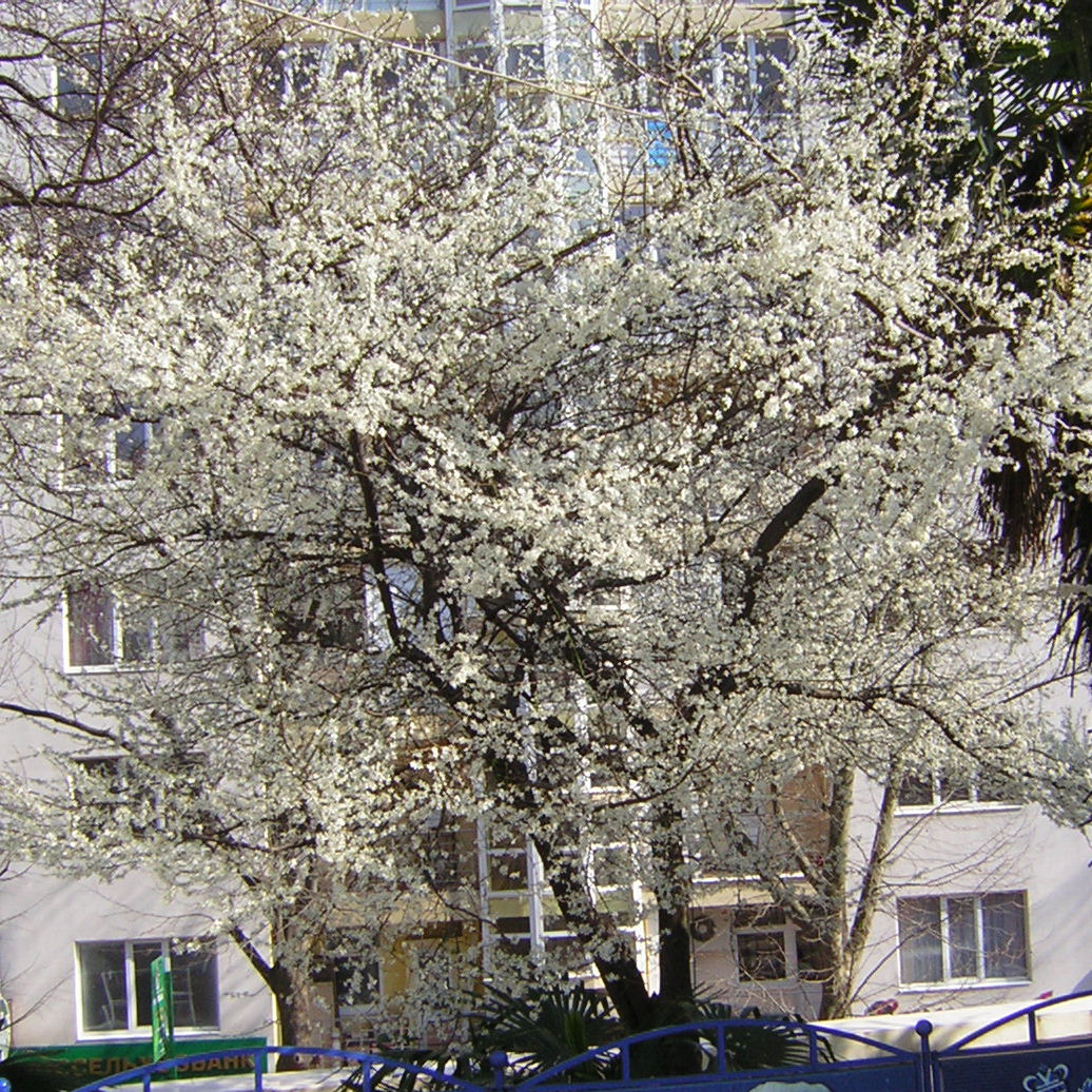 Cherry, plum : buy Cherry, plum / Prunus cerasifera