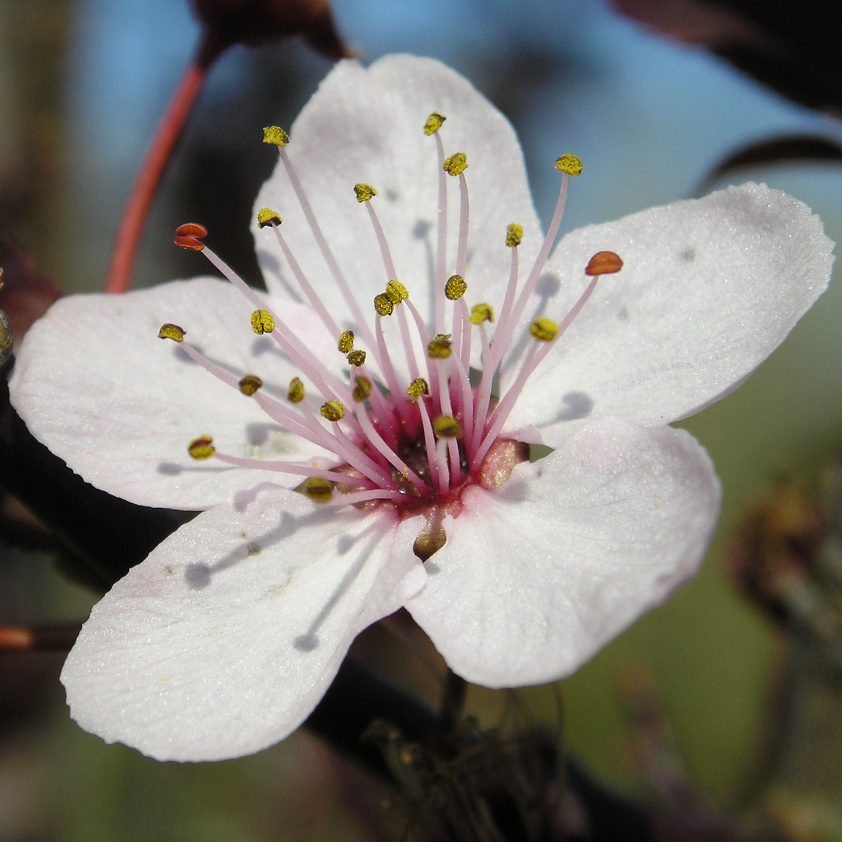 Cherry, plum : buy Cherry, plum / Prunus cerasifera