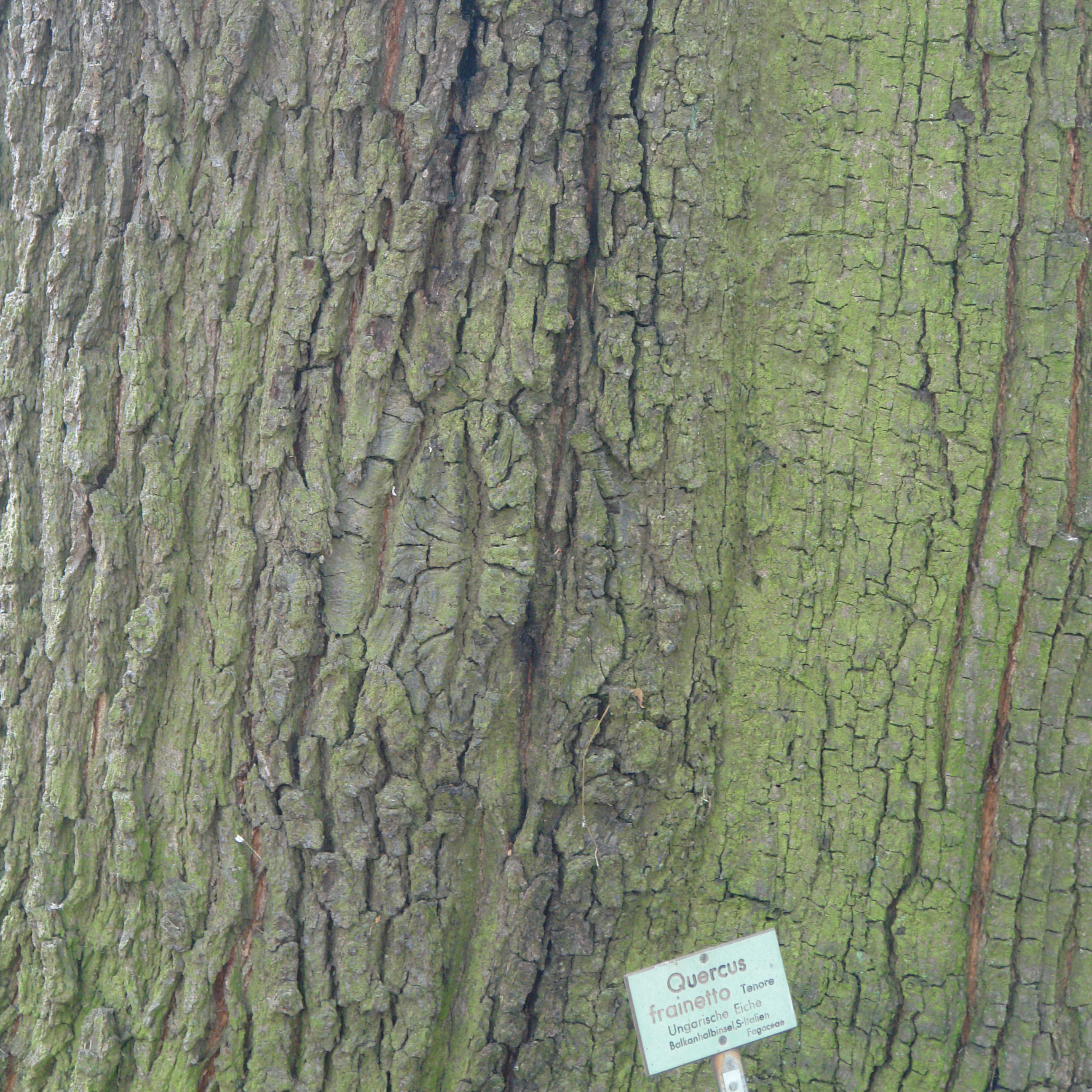 Oak, Hungarian : buy Oak, Hungarian / Quercus frainetto