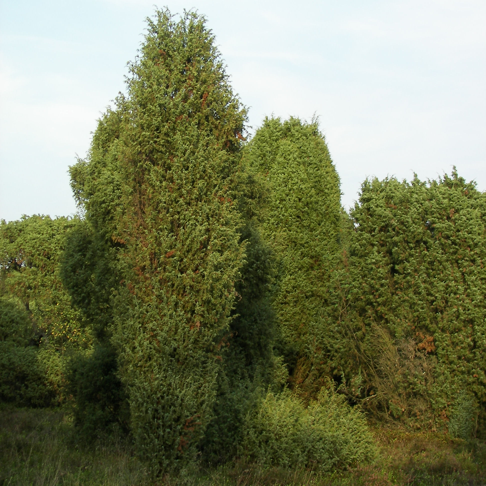 Juniper, Common : buy Juniper, Common / Juniperus communis