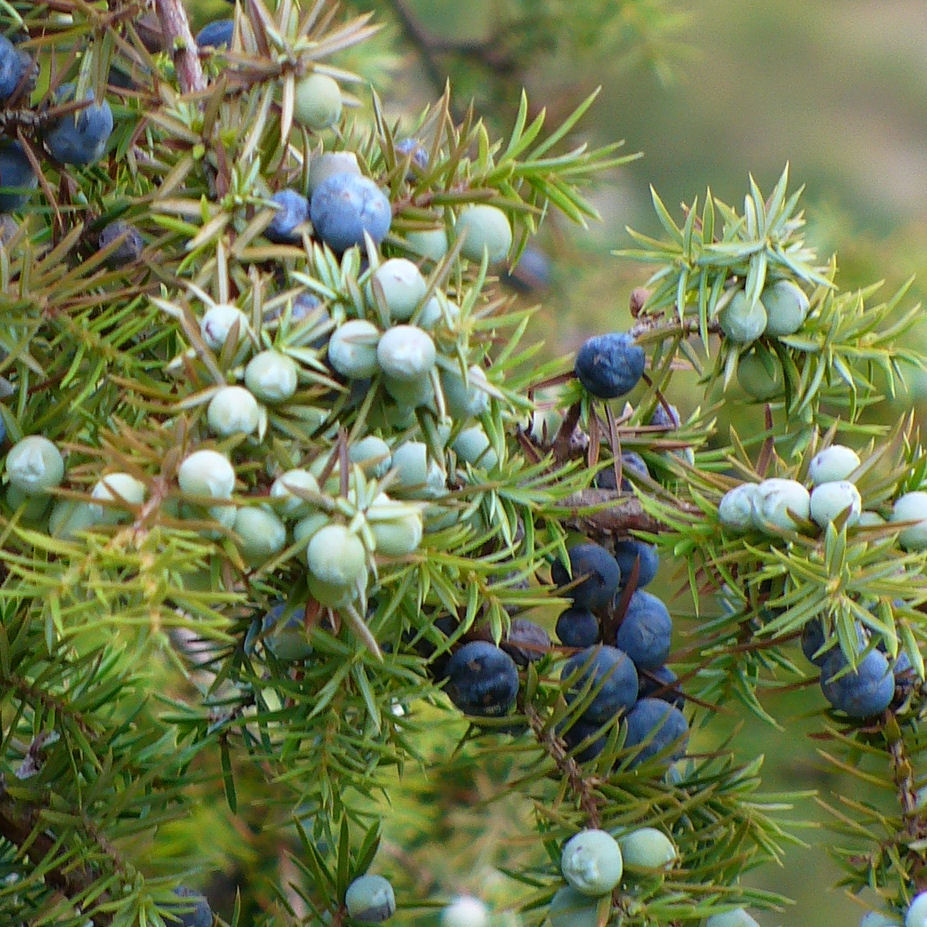 Juniper, Common : buy Juniper, Common / Juniperus communis