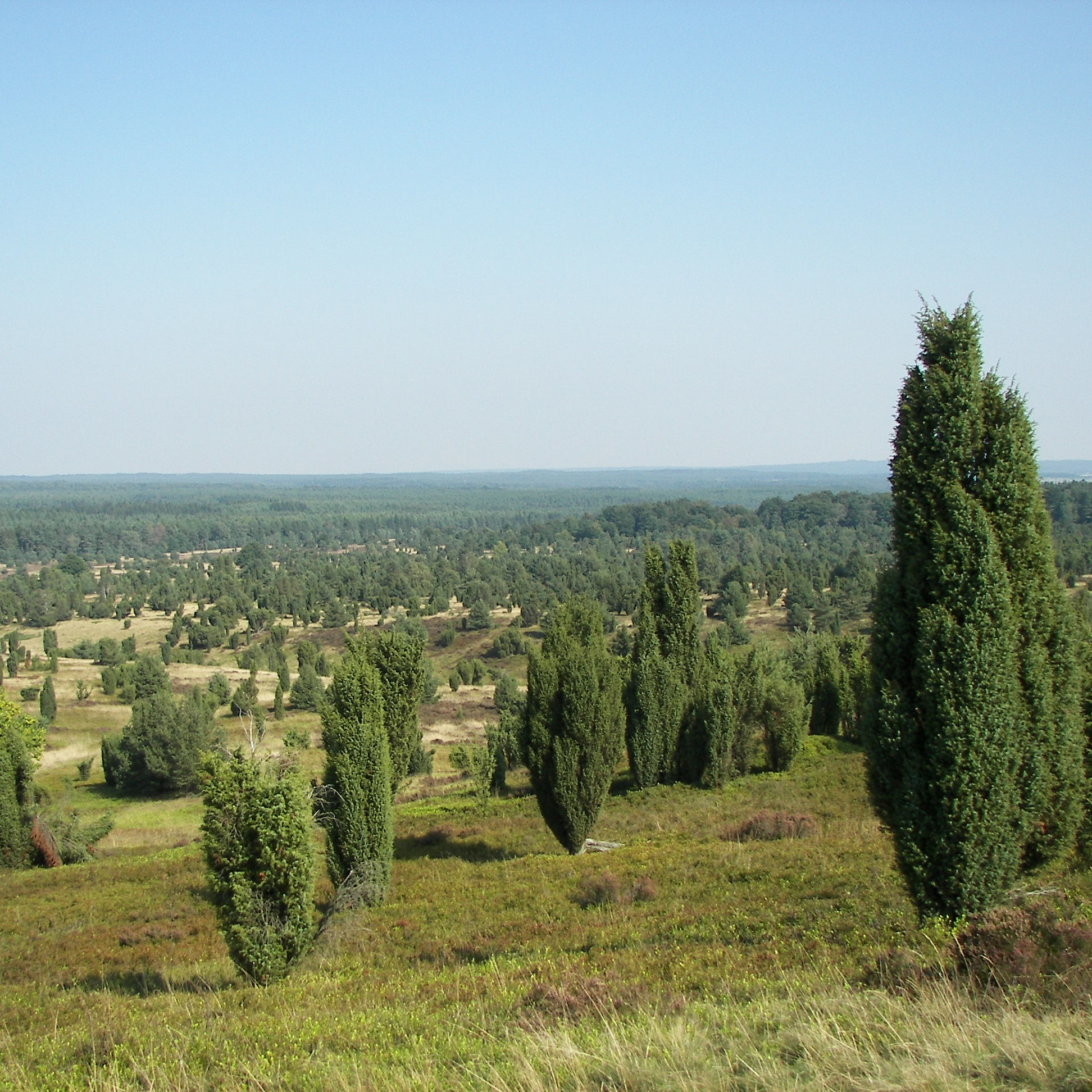 Juniper, Common : buy Juniper, Common / Juniperus communis