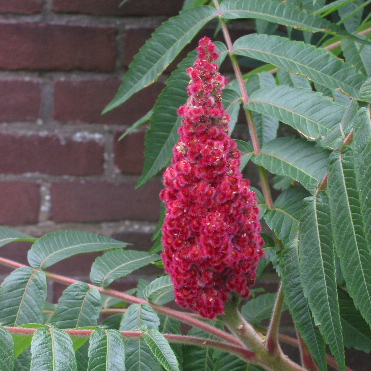 Staghorn Sumac : buy Staghorn Sumac / Rhus typhina