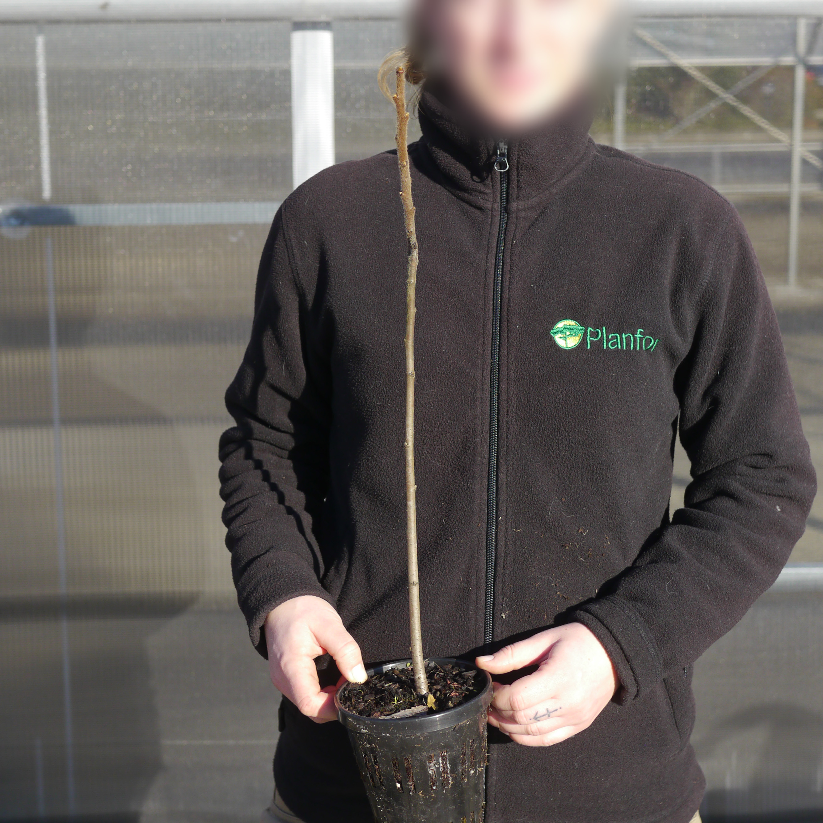 Staghorn Sumac : buy Staghorn Sumac / Rhus typhina