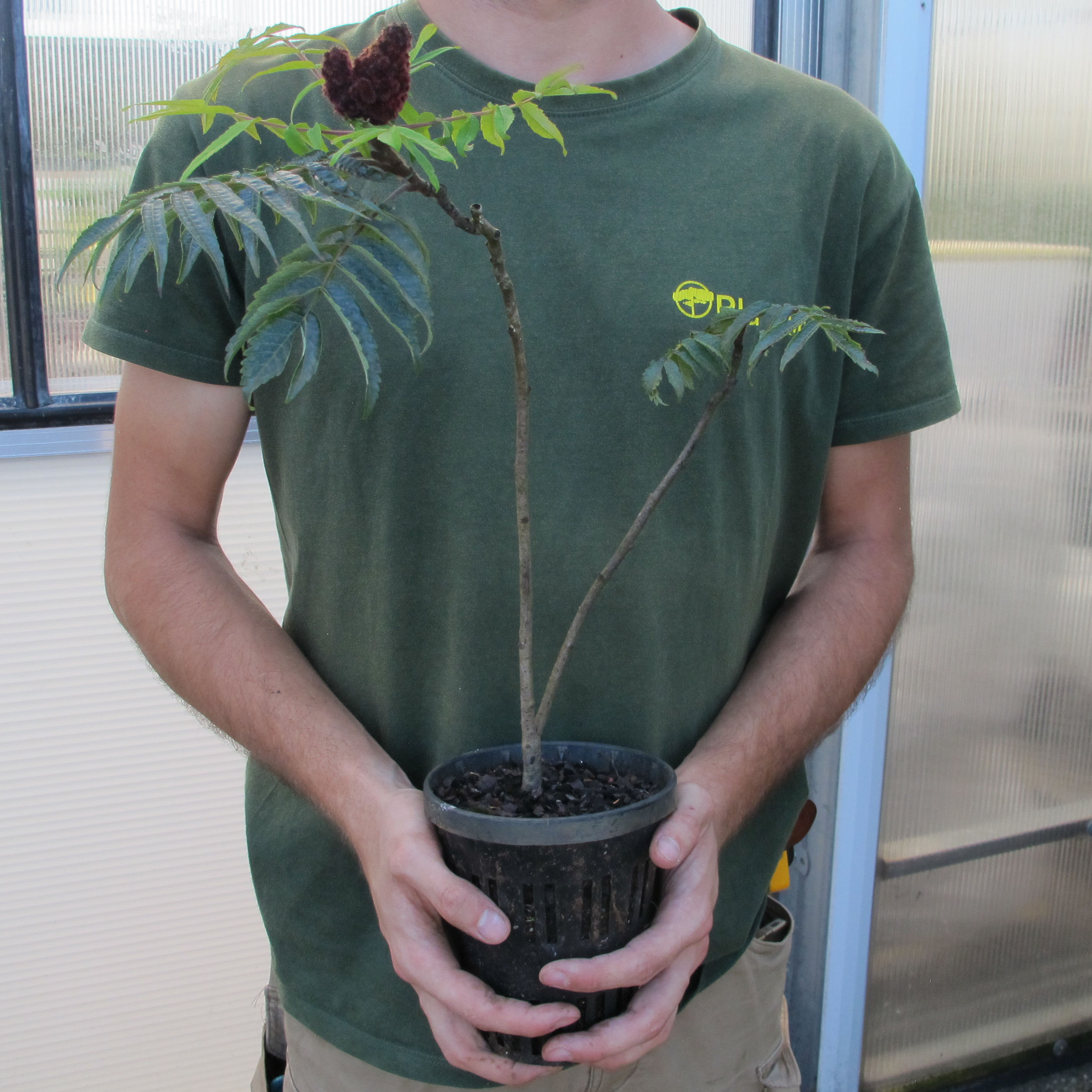 Staghorn Sumac : buy Staghorn Sumac / Rhus typhina