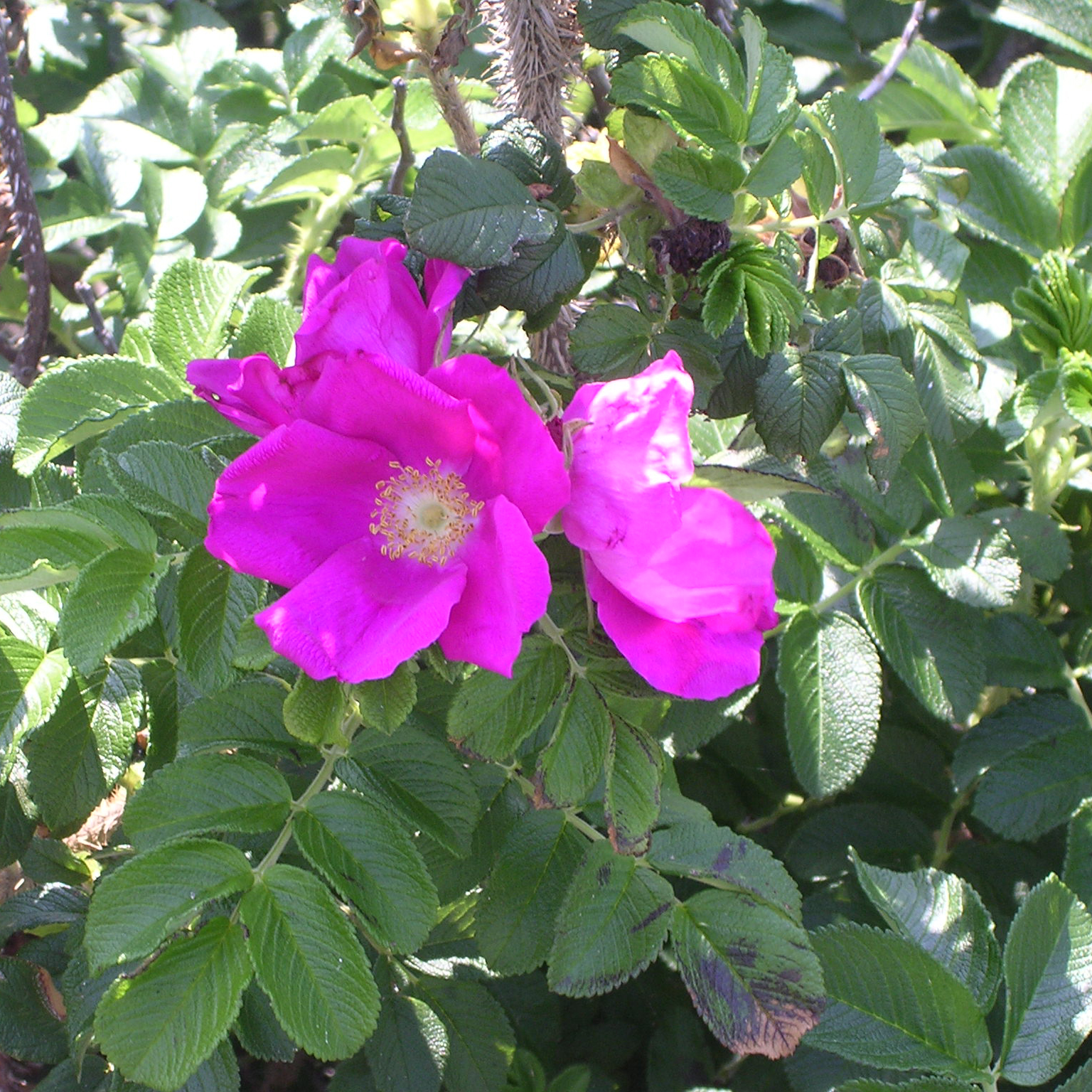 Rose rugosa : buy Rose rugosa / Rosa rugosa