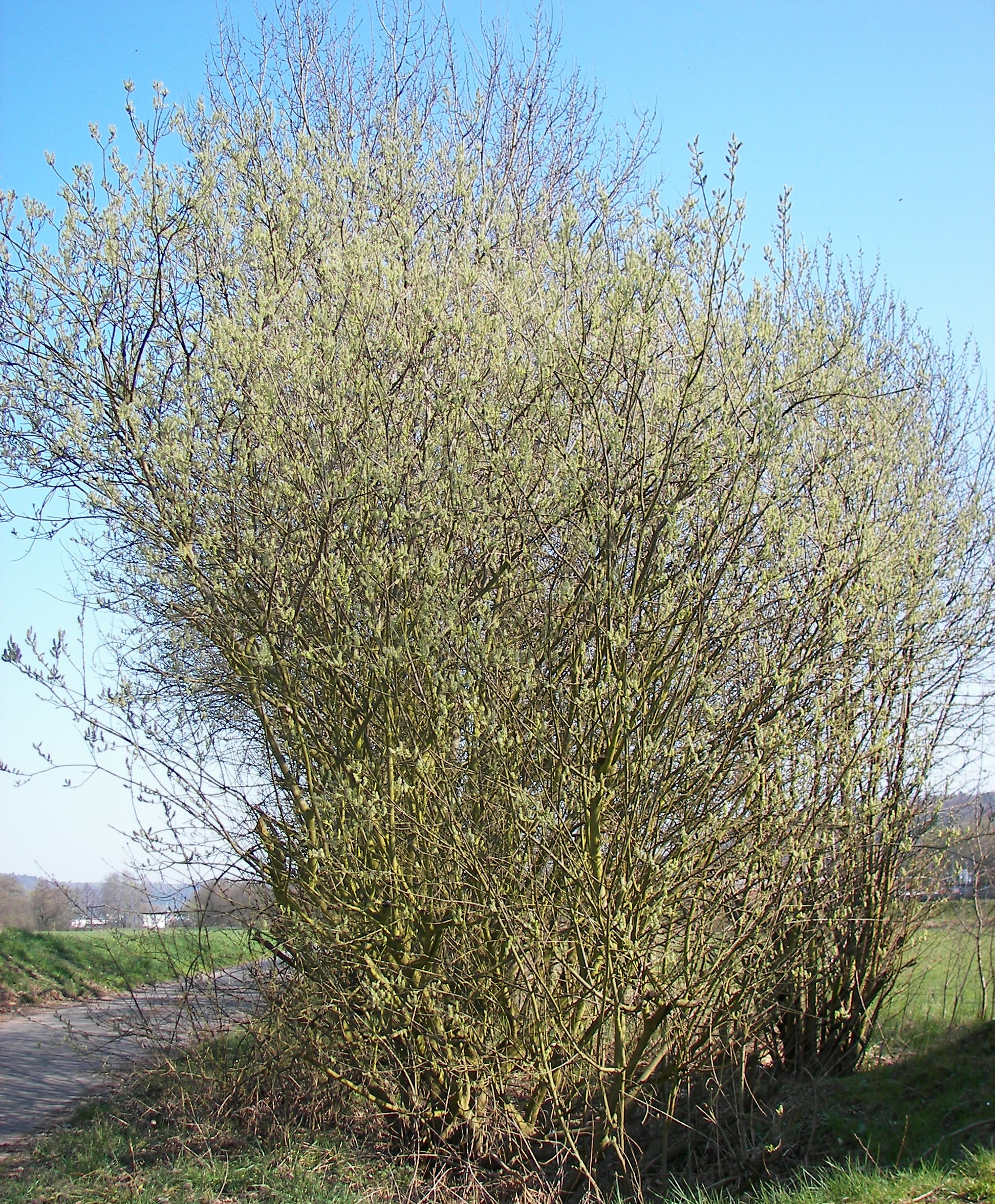 Willow, goat : buy Willow, goat / Salix caprea