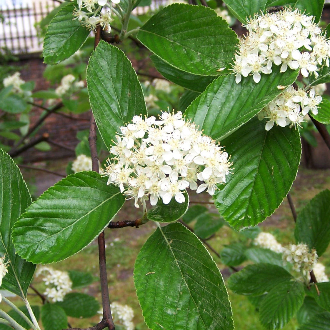 Whitebeam, common : buy Whitebeam, common / Sorbus aria