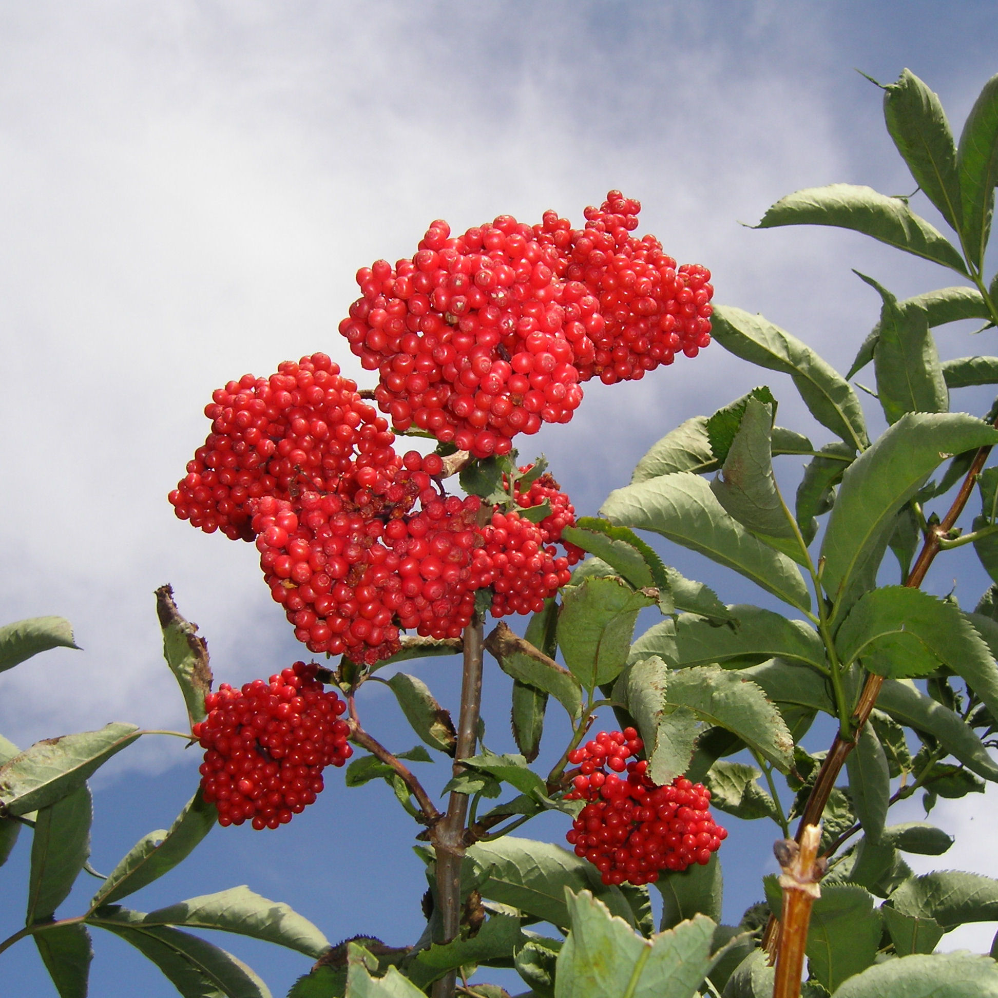 Elderberry, red : buy Elderberry, red / Sambucus racemosa