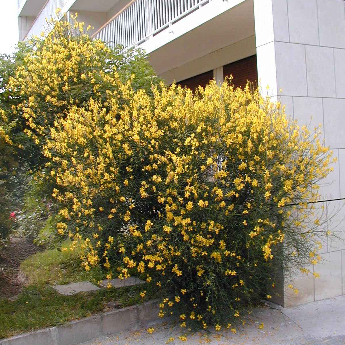 Broom, Spanish : buy Broom, Spanish / Spartium junceum