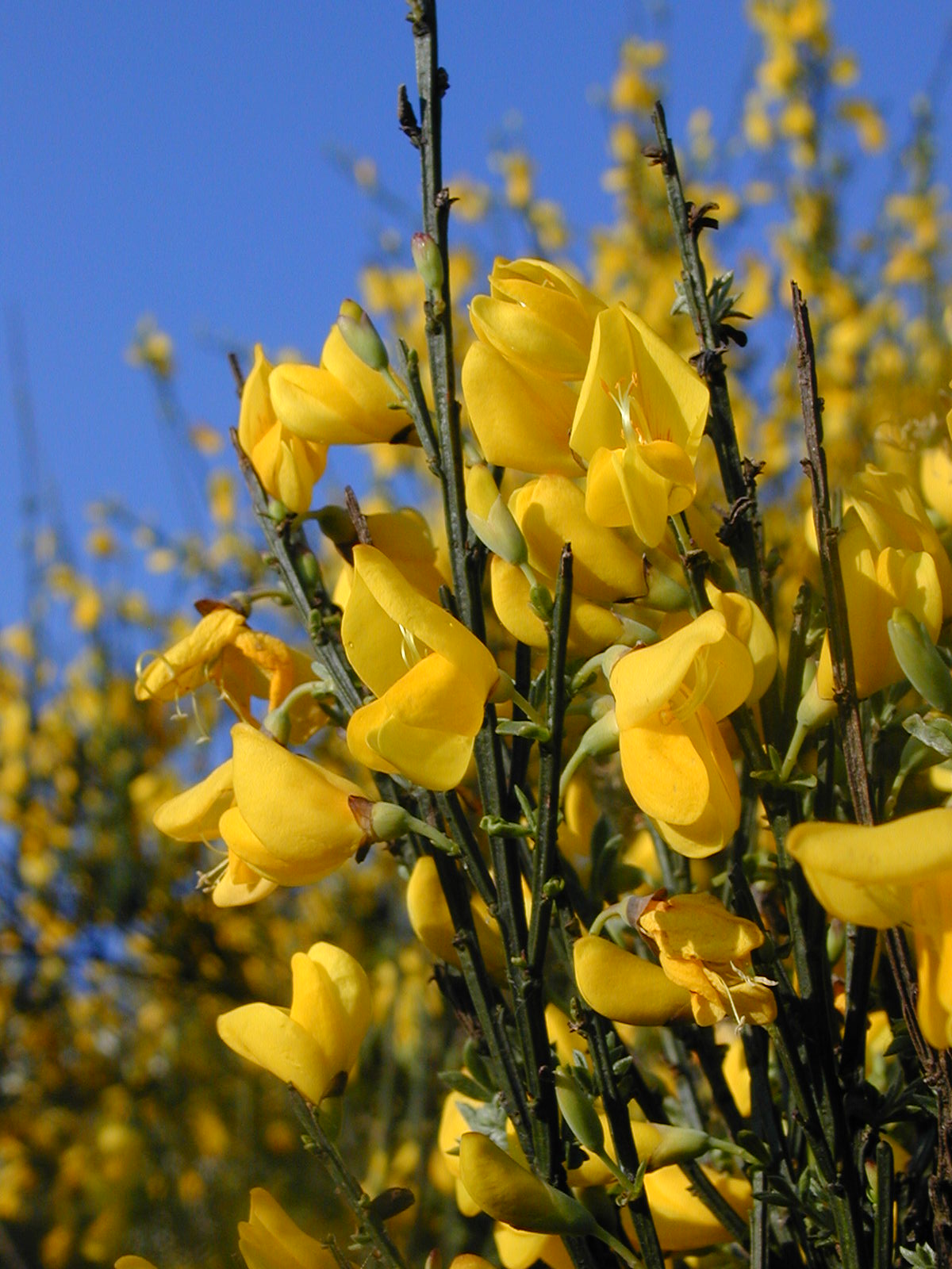 Broom, Spanish : buy Broom, Spanish / Spartium junceum