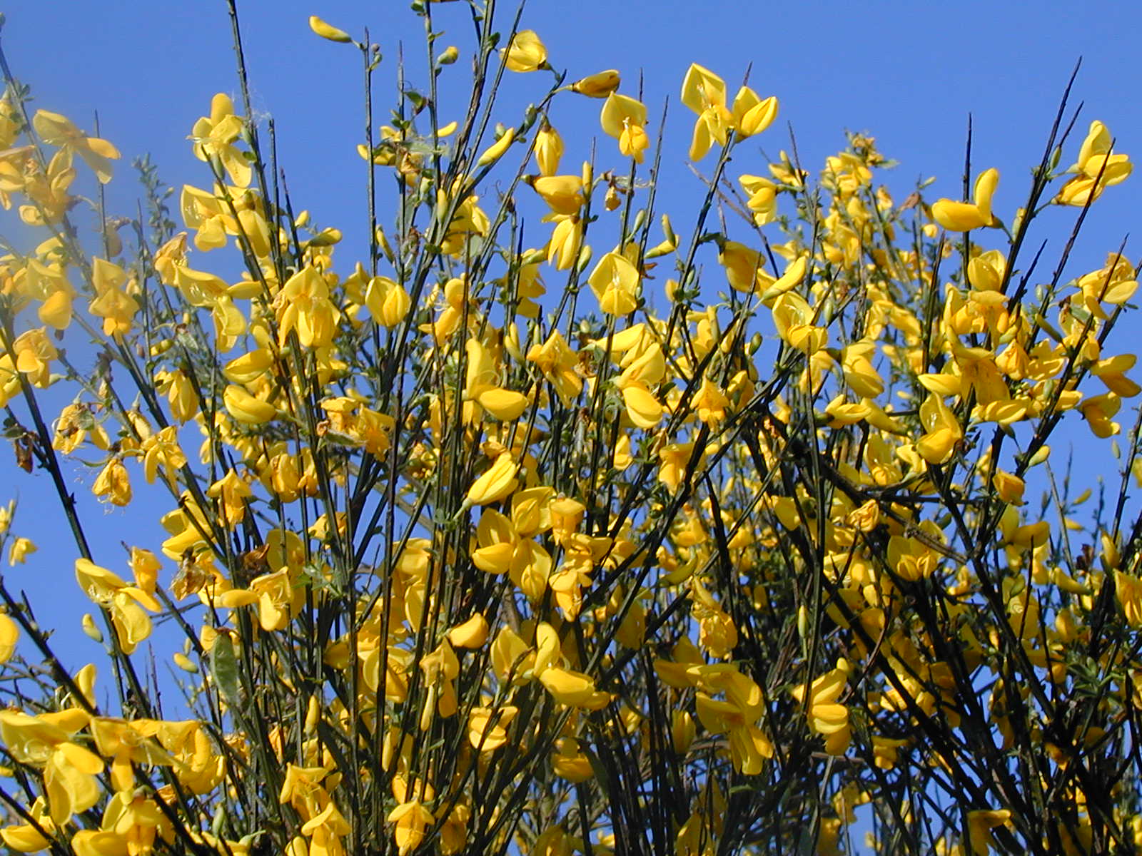 Broom, Spanish : buy Broom, Spanish / Spartium junceum