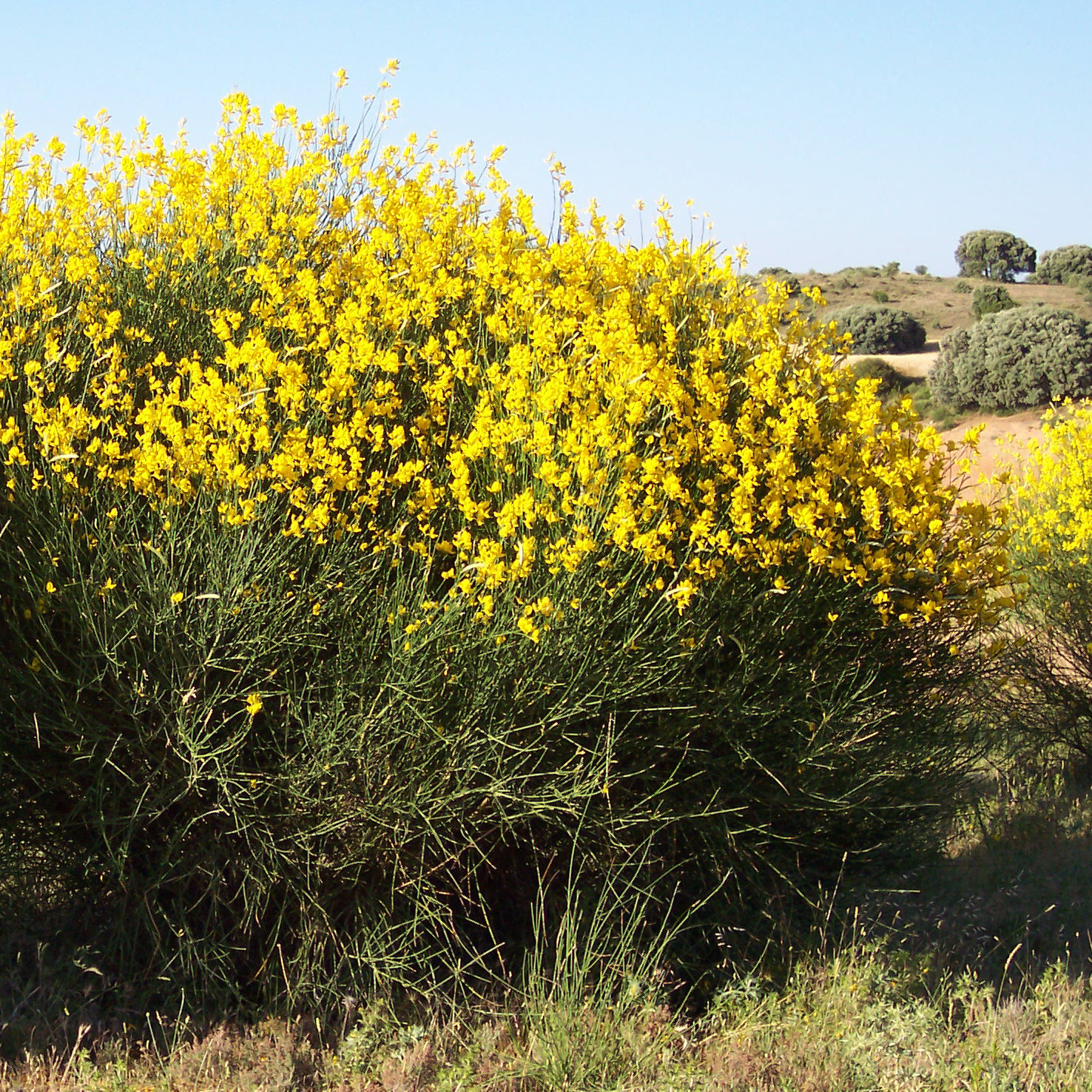Broom, Spanish : buy Broom, Spanish / Spartium junceum