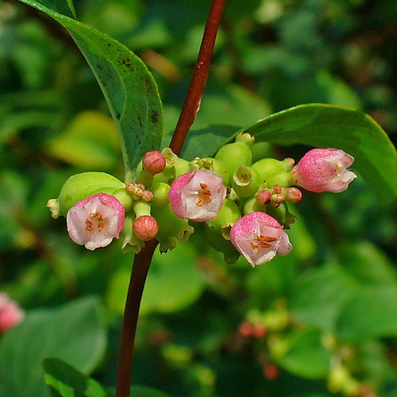 Snowberry, common : buy Snowberry, common / Symphoricarpos albus