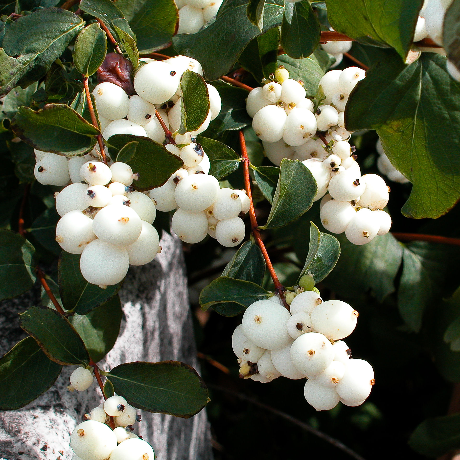 Snowberry, common : buy Snowberry, common / Symphoricarpos albus