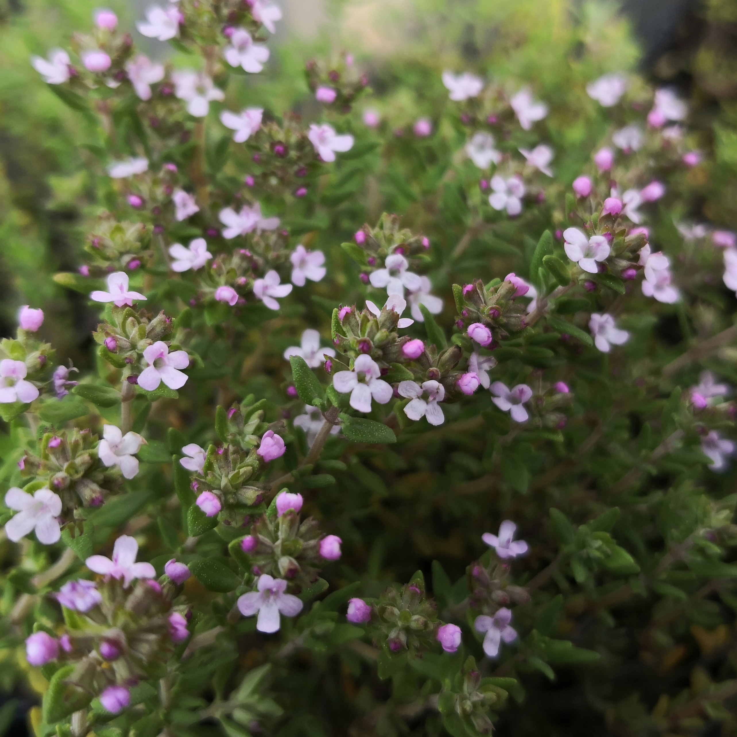 Thyme : buy Thyme / Thymus vulgaris