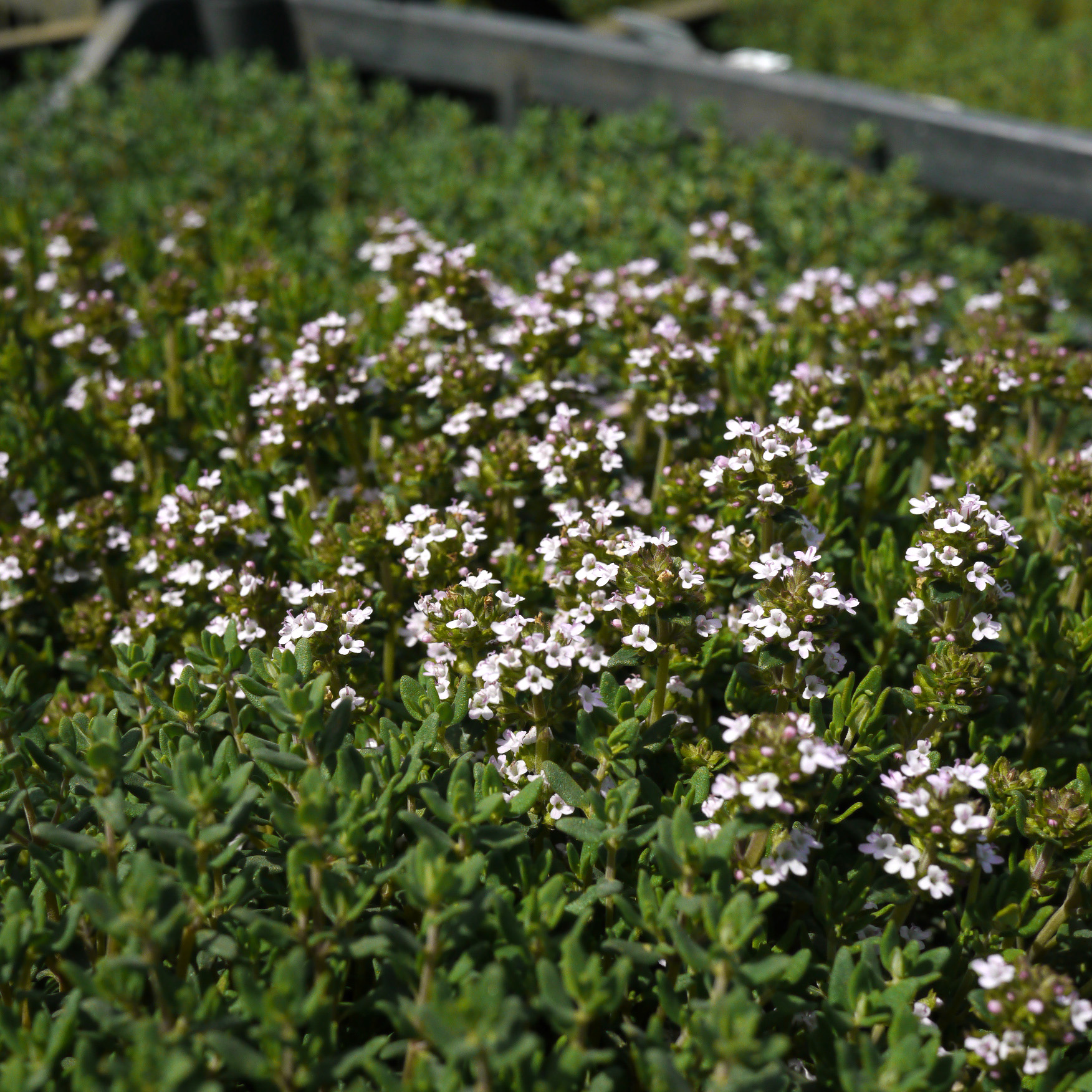 Thyme : buy Thyme / Thymus vulgaris