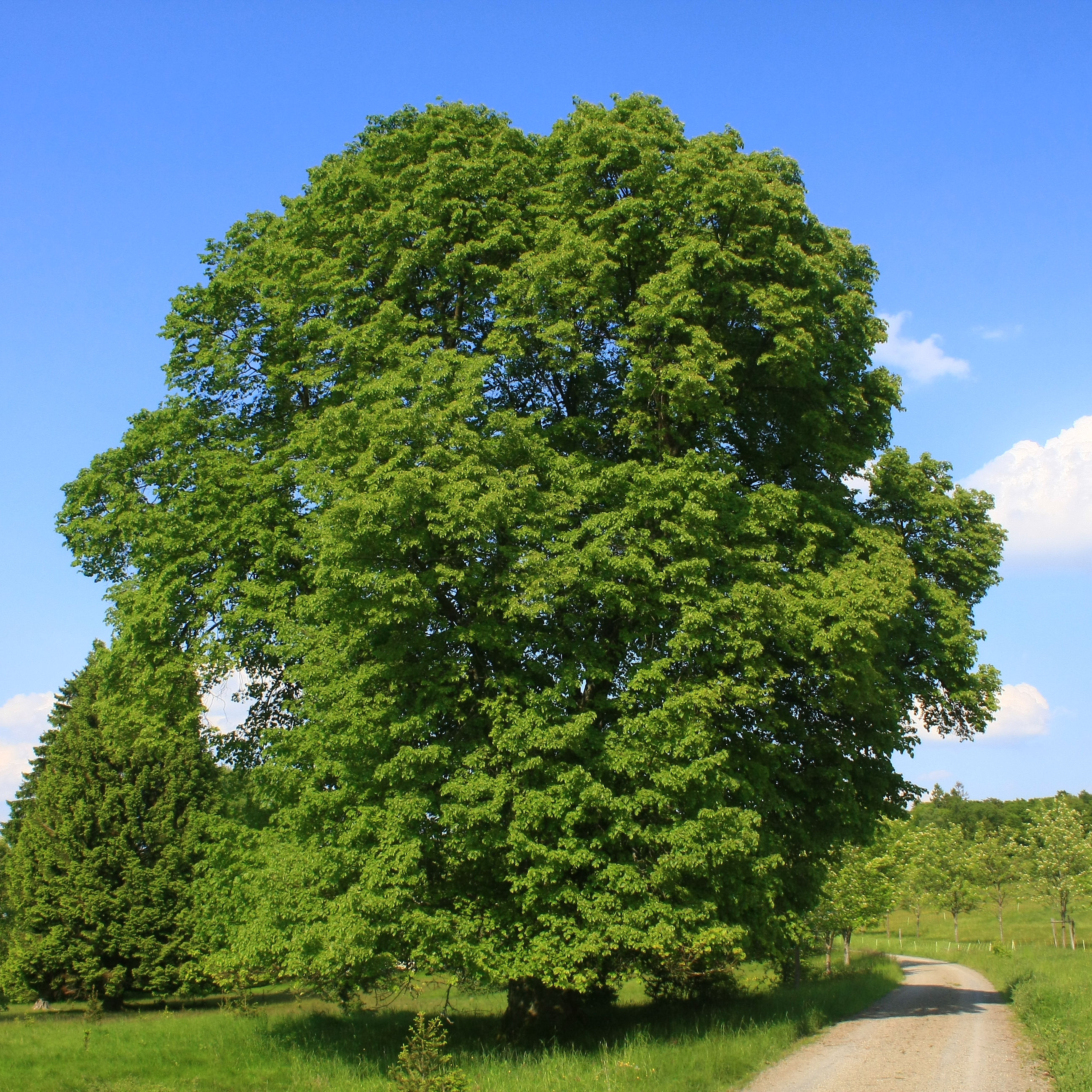 Lime, large-leaved : buy Lime, large-leaved / Tilia platyphyllos
