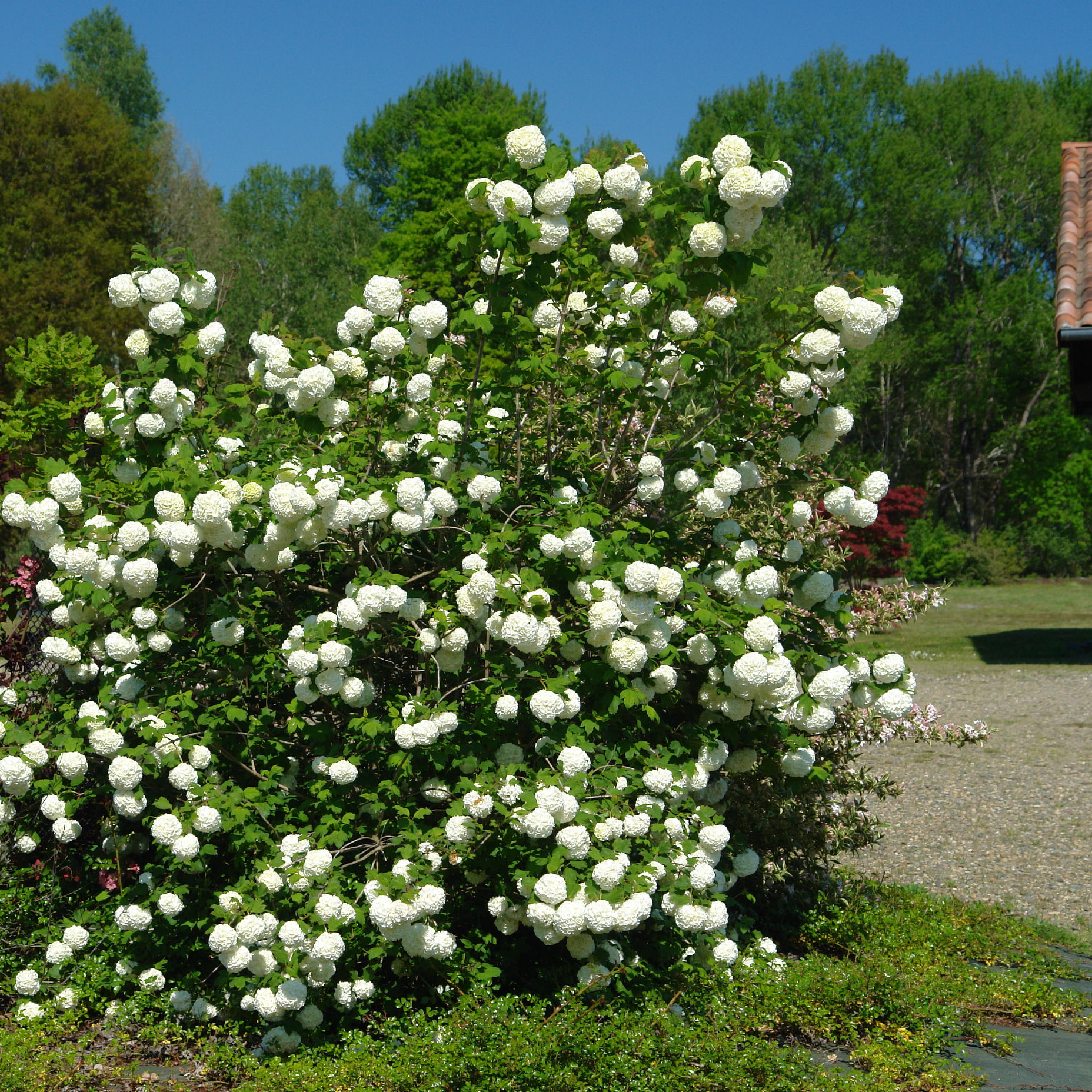 Snowball Tree : buy Snowball Tree / Viburnum opulus 'Roseum'