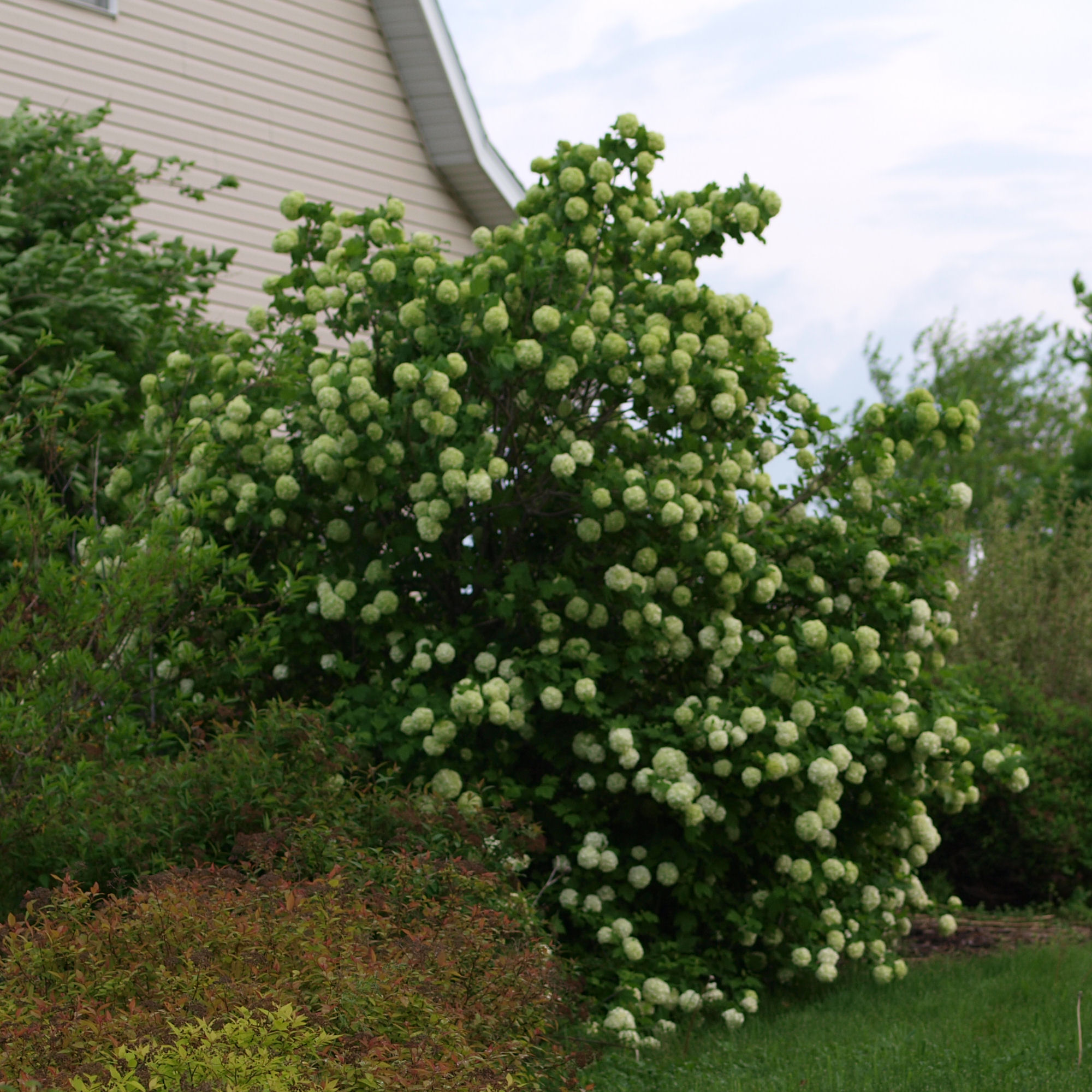 Snowball Tree : buy Snowball Tree / Viburnum opulus 'Roseum'
