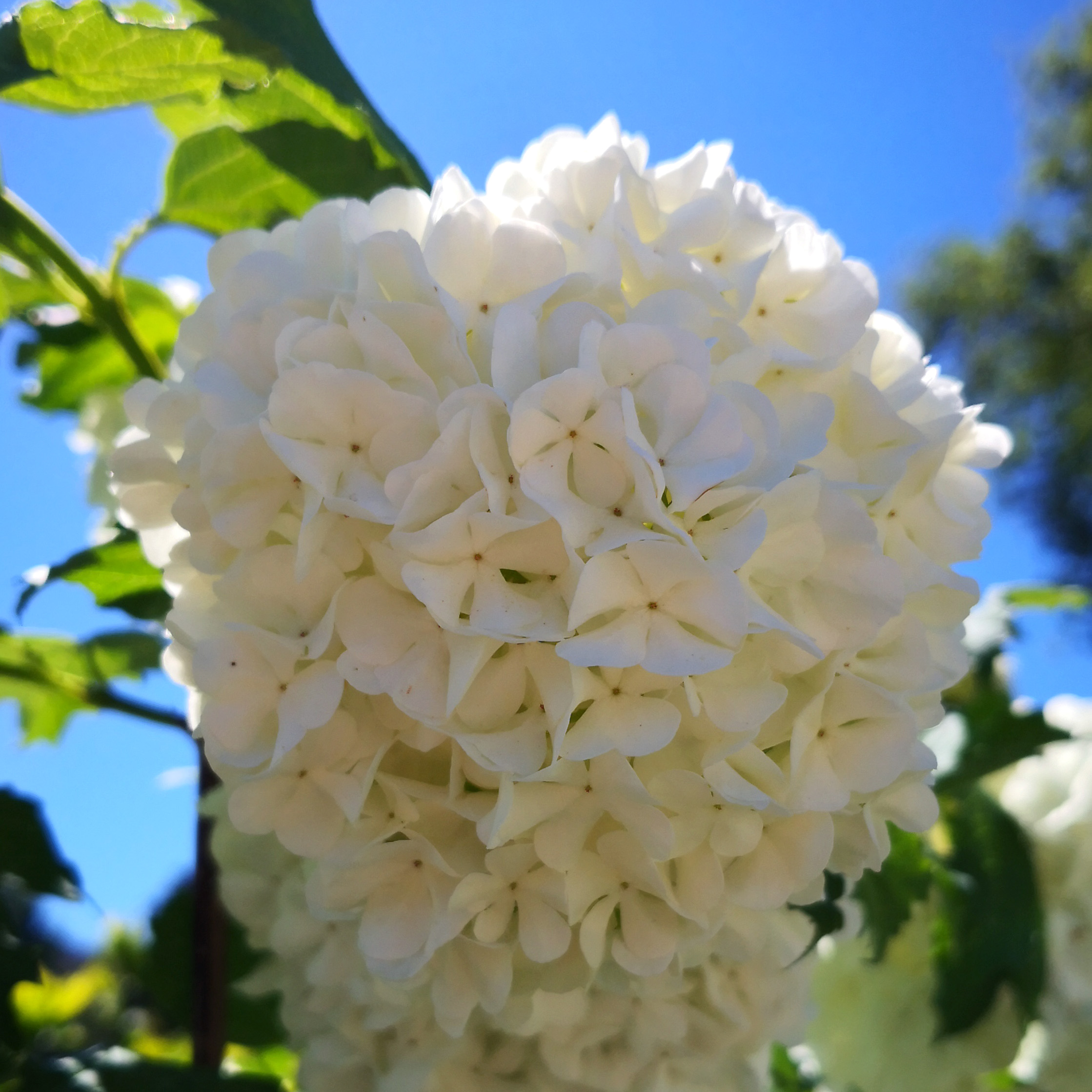 Snowball Tree : buy Snowball Tree / Viburnum opulus 'Roseum'