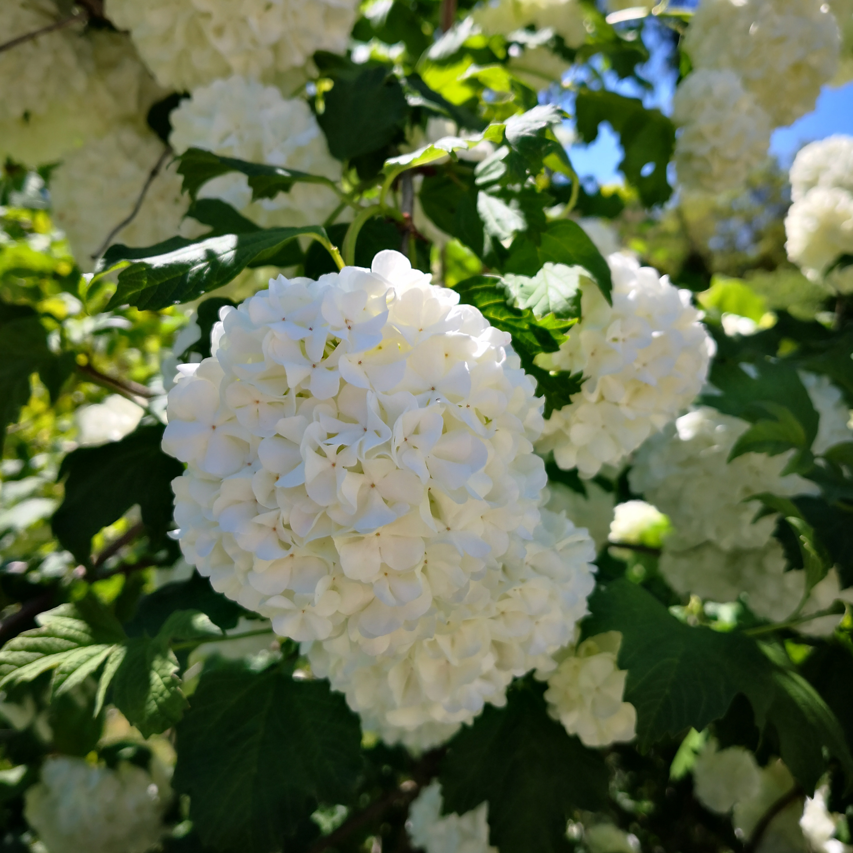Snowball Tree : buy Snowball Tree / Viburnum opulus 'Roseum'