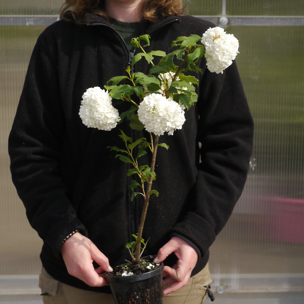 Snowball Tree : buy Snowball Tree / Viburnum opulus 'Roseum'