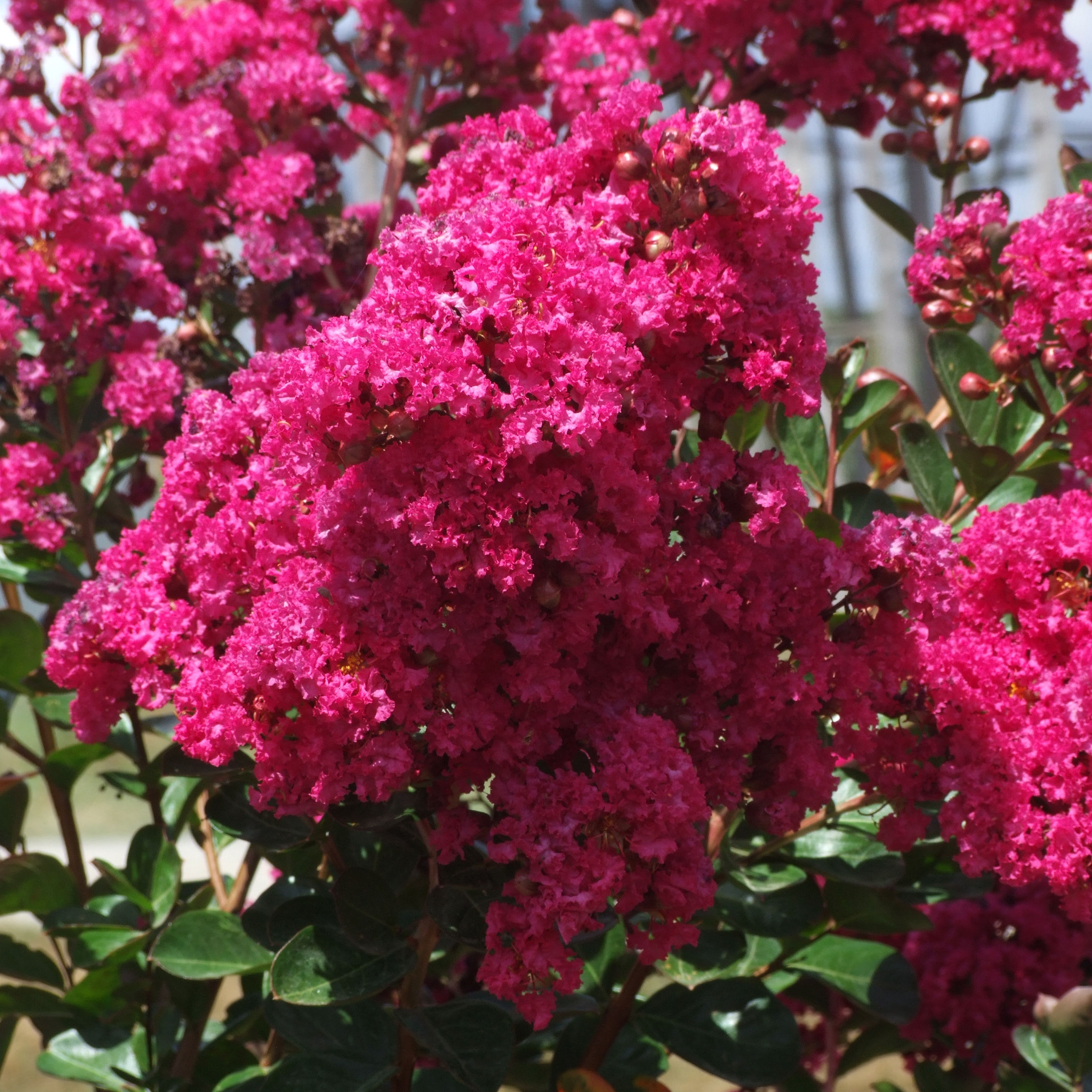 Myrtle, crape pink fuchsia : buy Myrtle, crape pink fuchsia ...