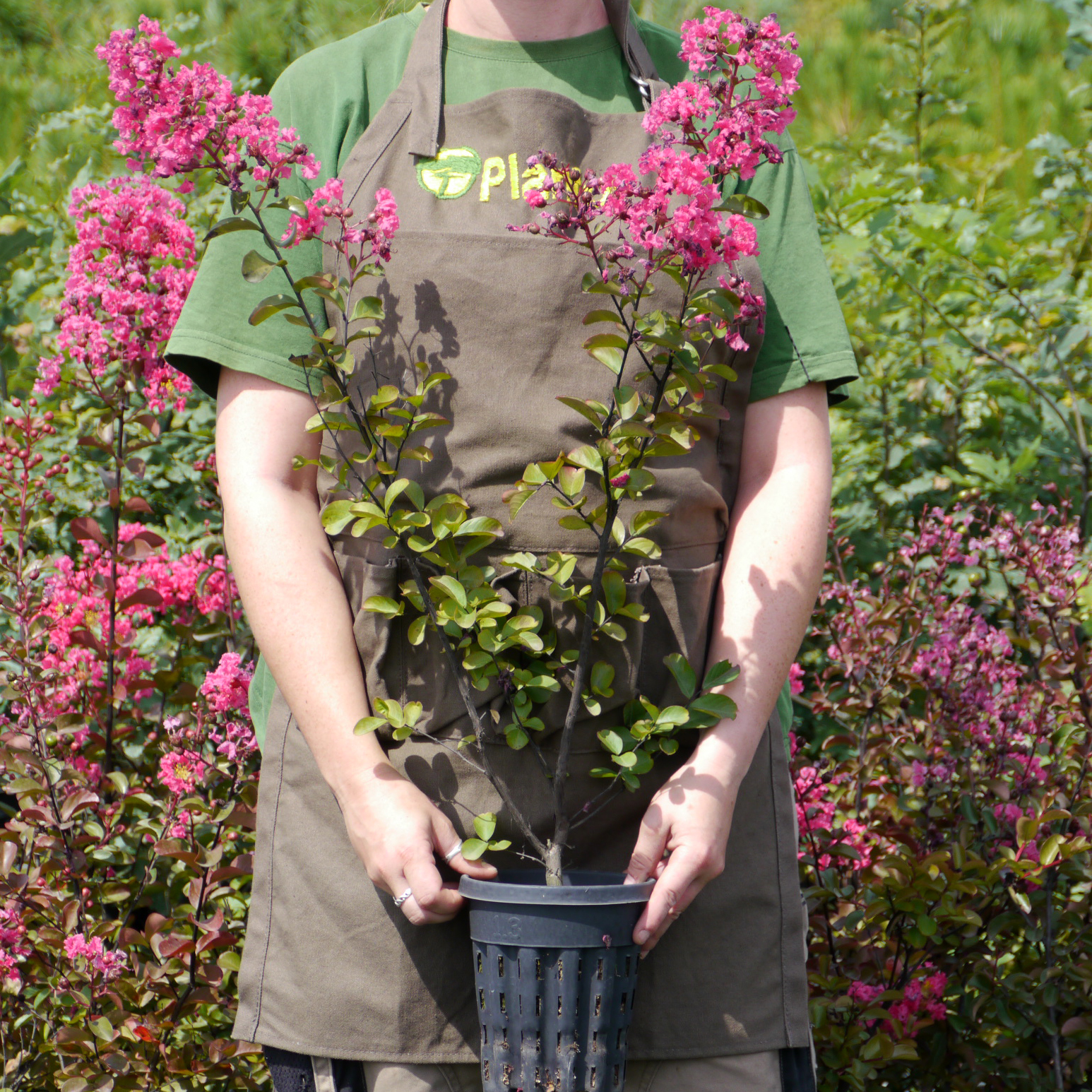 Myrtle, crape pink fuchsia : buy Myrtle, crape pink fuchsia ...