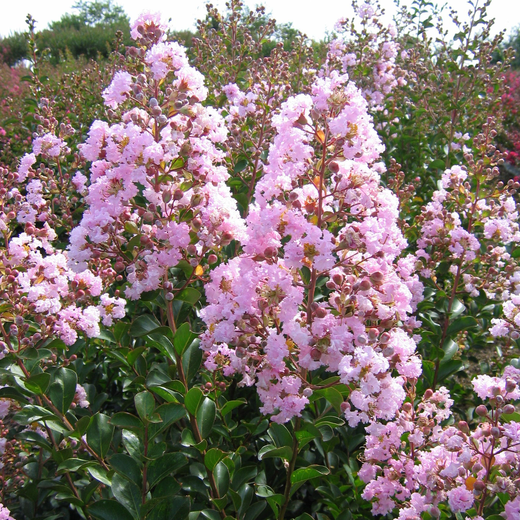 Myrtle, crape pink : buy Myrtle, crape pink / Lagerstroemia indica rosea