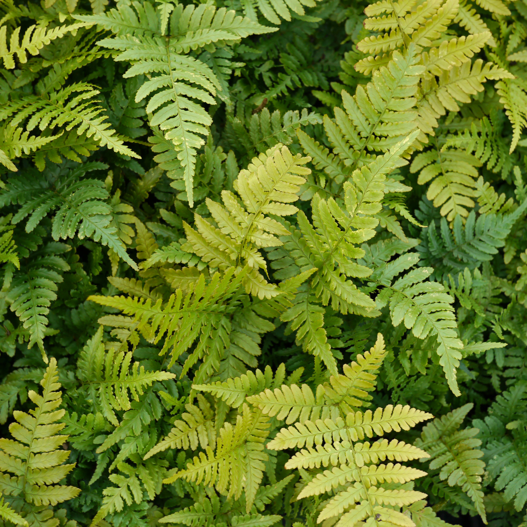 Fern Dryopteris erythrosora : buy Fern Dryopteris erythrosora ...
