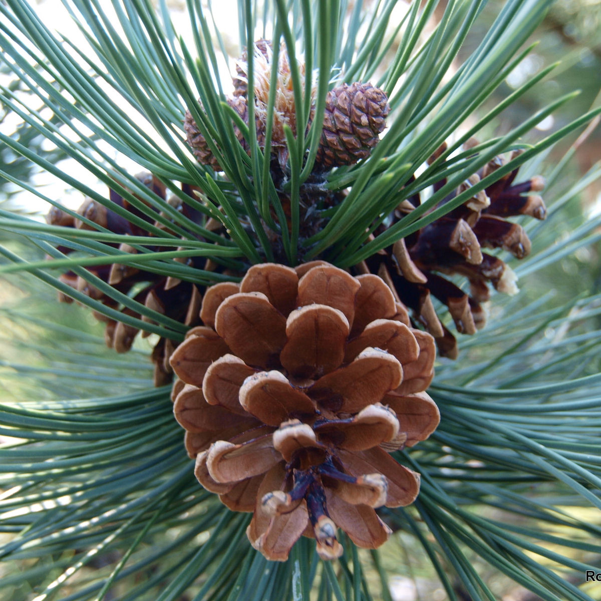 Pine, Austrian : buy Pine, Austrian / Pinus nigra austriaca