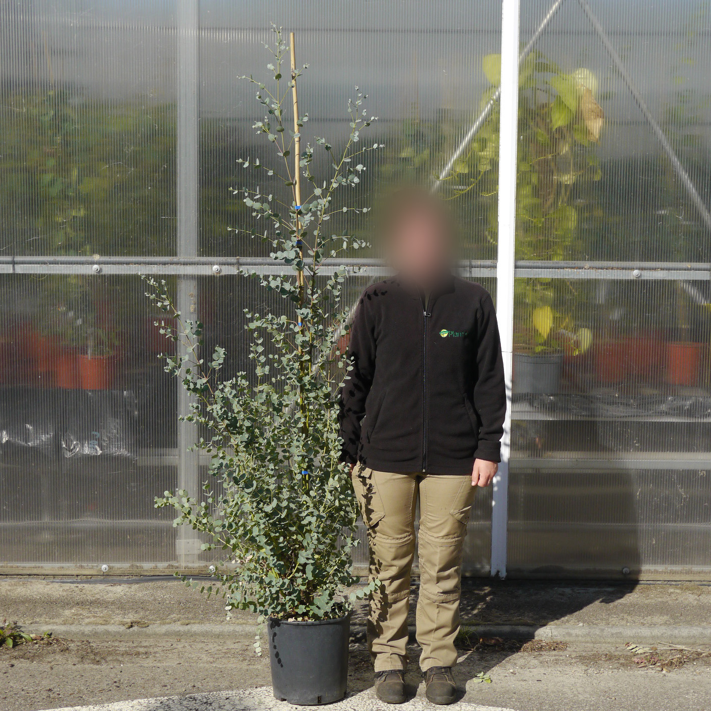 Eucalyptus Tree, Cider Gum : buy Eucalyptus Tree, Cider Gum ...