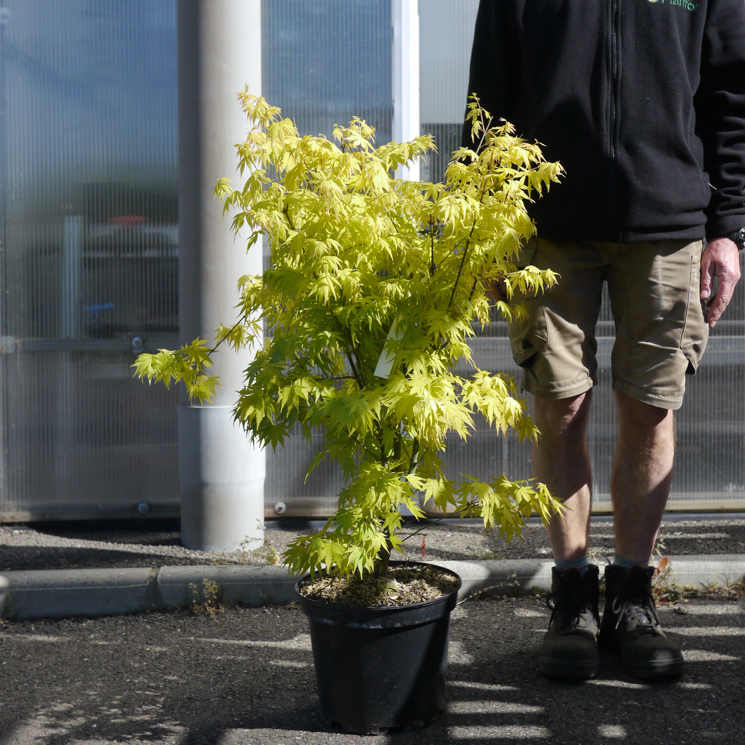Maple, Japanese 'Orange Dream' : buy Maple, Japanese 'Orange Dream ...
